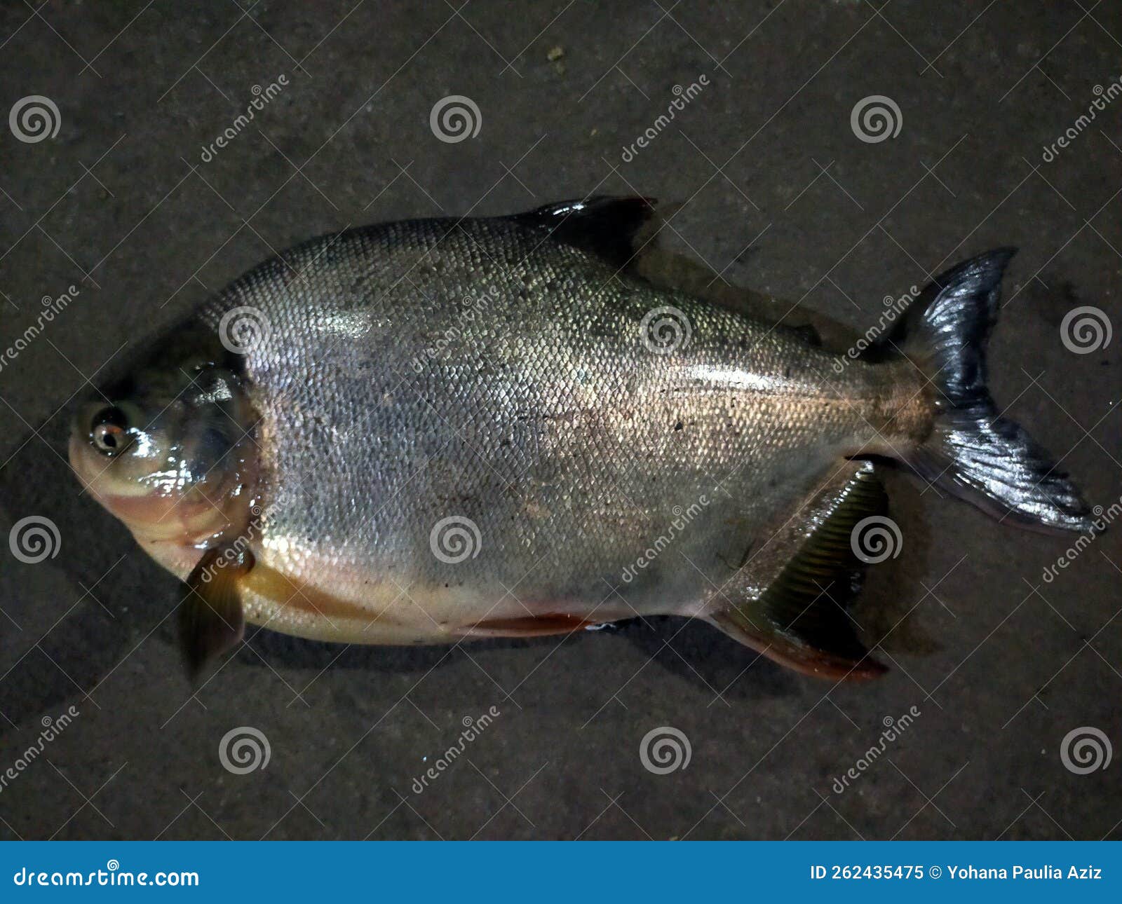 Super big fish stock image. Image of super, river, fish - 262435475