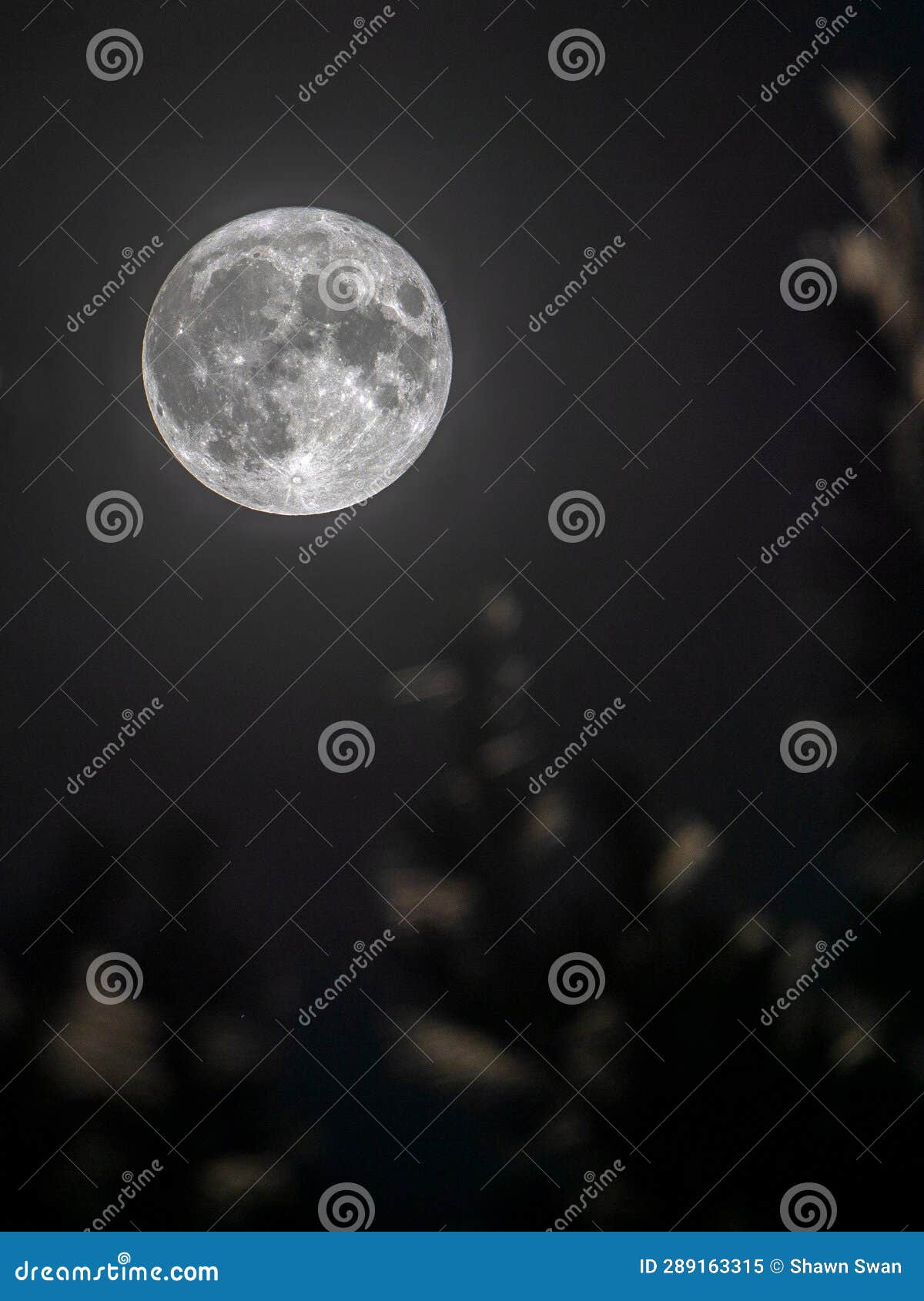 Super Blue Moon Over the Pine Trees Stock Image - Image of pine, super ...