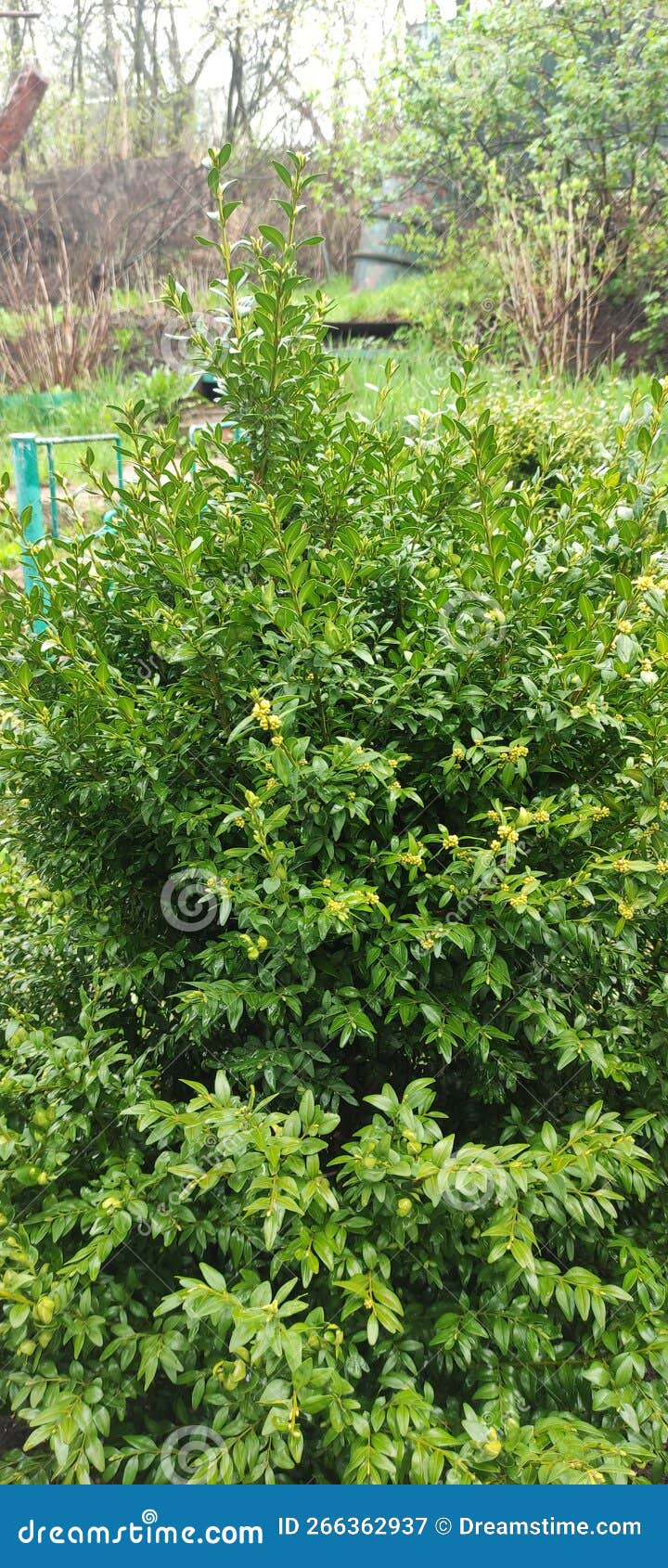 Super bush in the garden stock image. Image of vegetation - 266362937