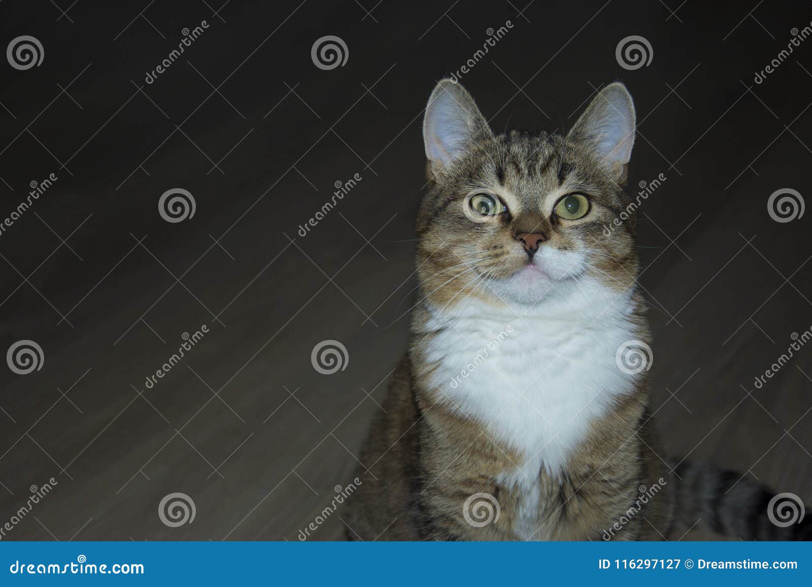 Super Cat stock image. Image of dark, expressive, favorite - 116297127