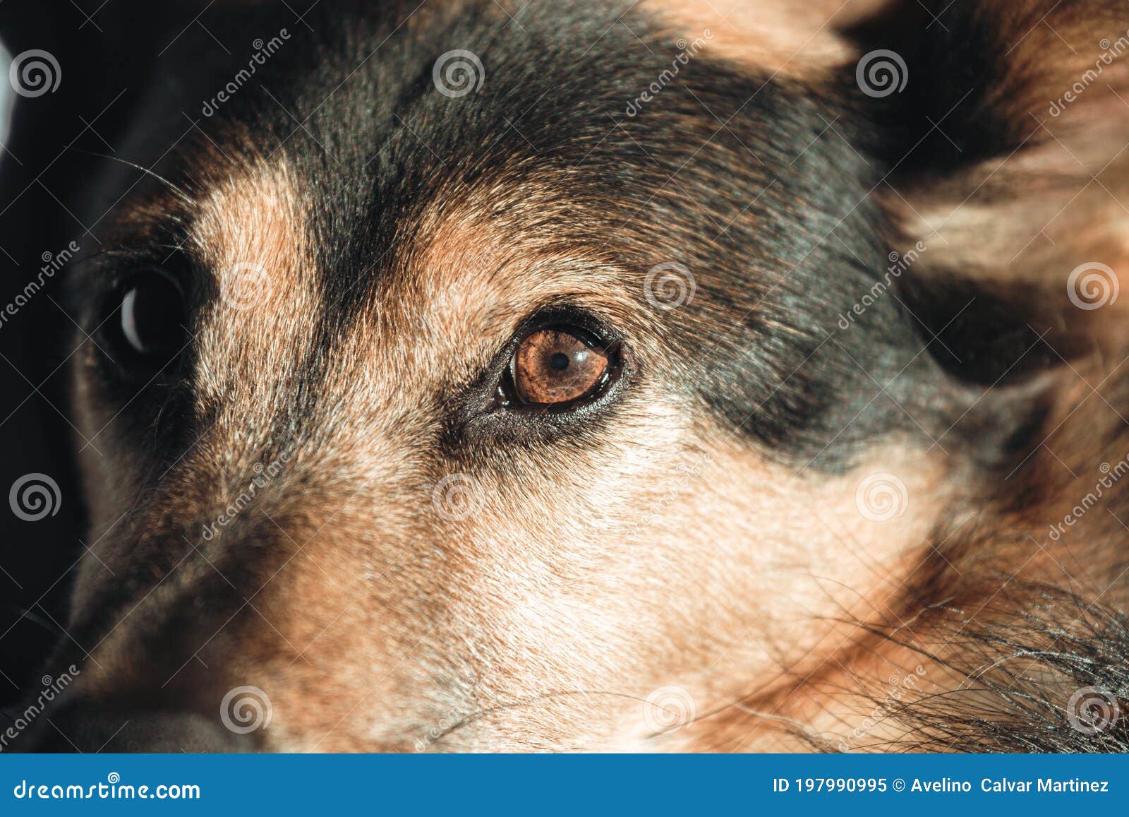 Super Close Up of a Brown and Black German Shepard while Looking at ...