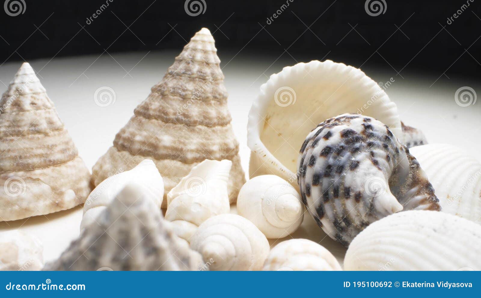 Super Close Up. Details of Various Small Seashells Stock Photo - Image ...
