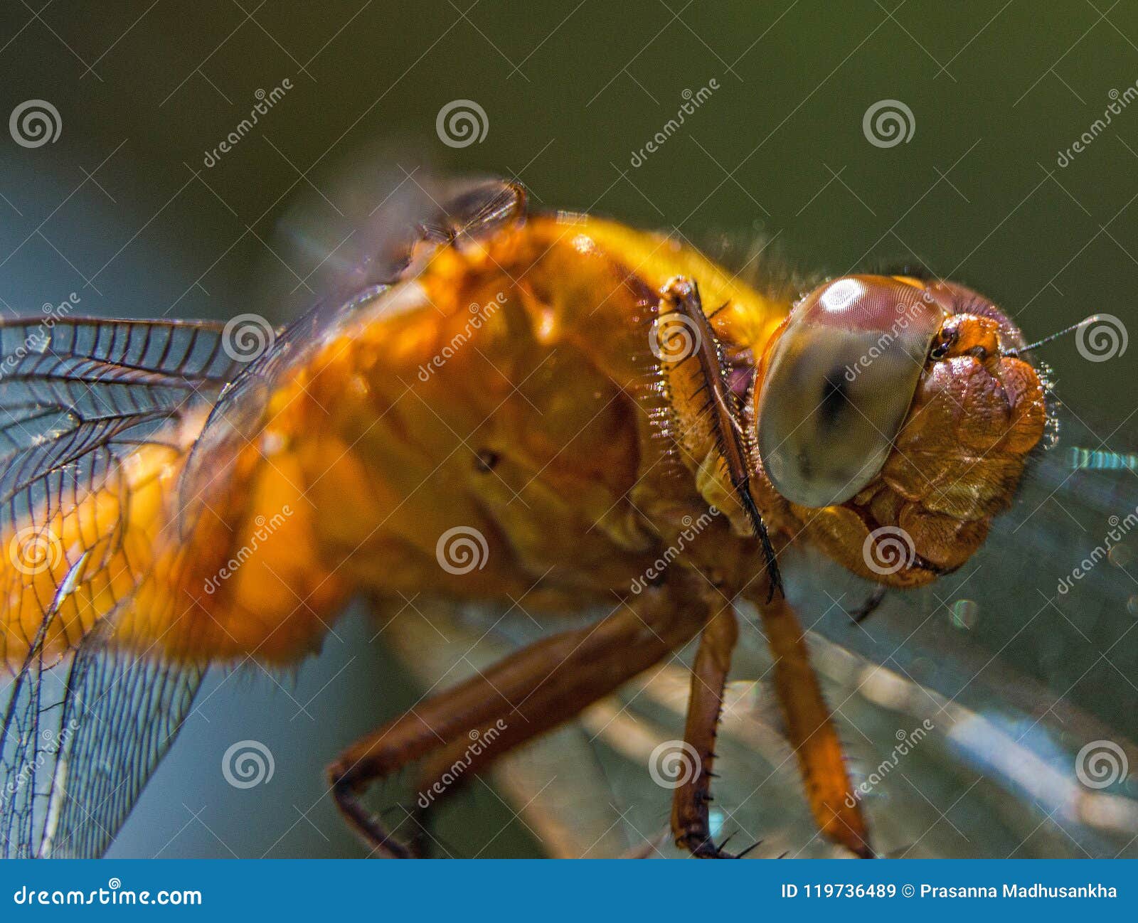 Super Close Up of Dragonfly with Super Details. Stock Image - Image of ...