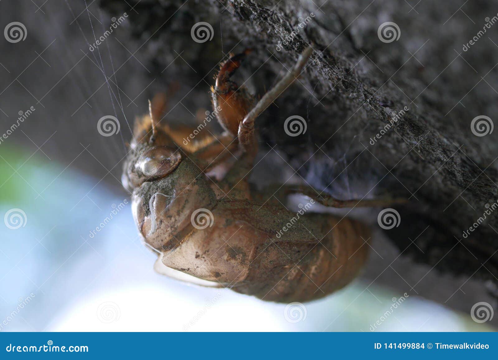 Super Close-up Macro Shot of Empty Cicada Shell Stock Photo - Image of ...