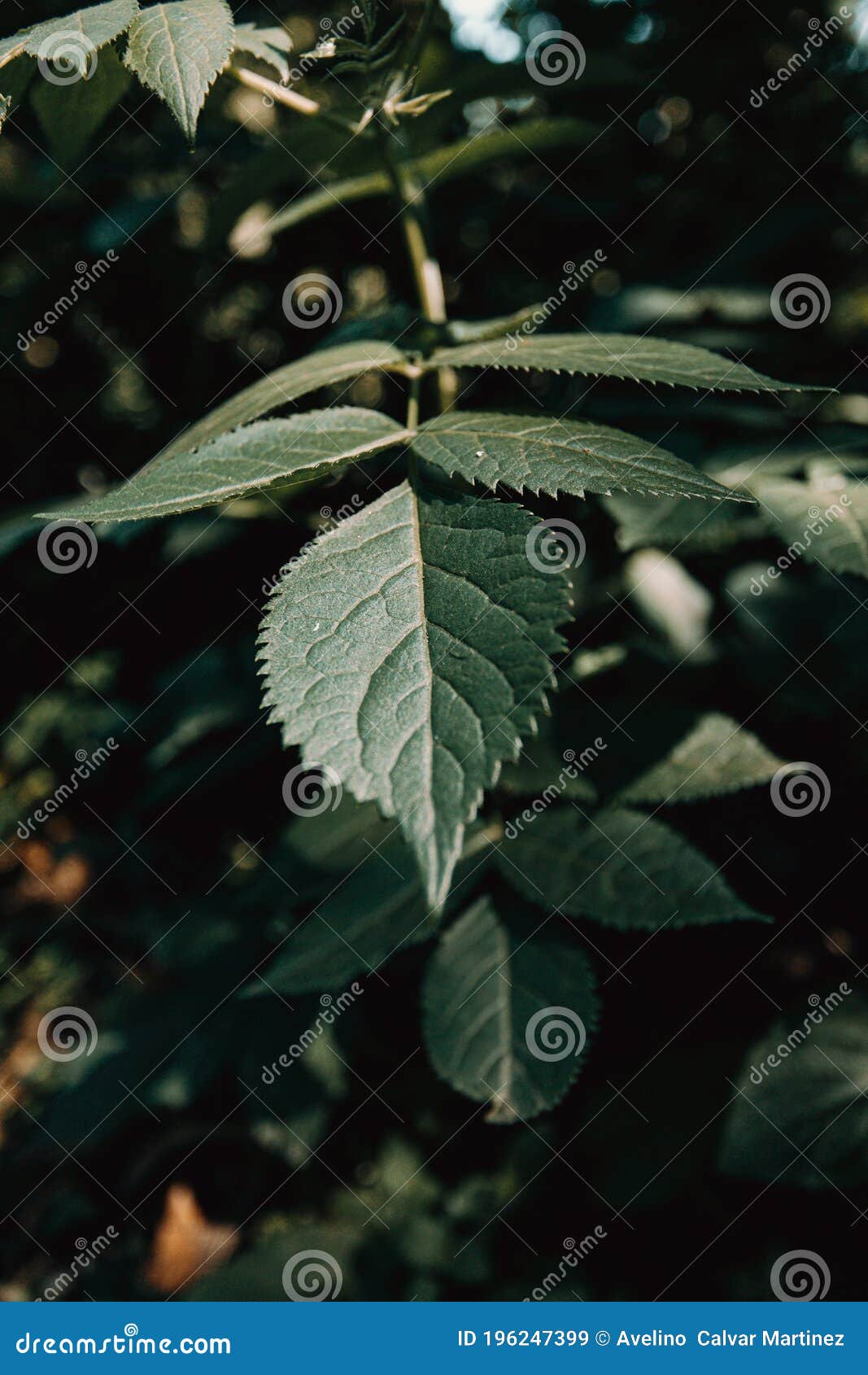 Super Close Up of a Single Leaf with it Texture Over a Dark Green ...