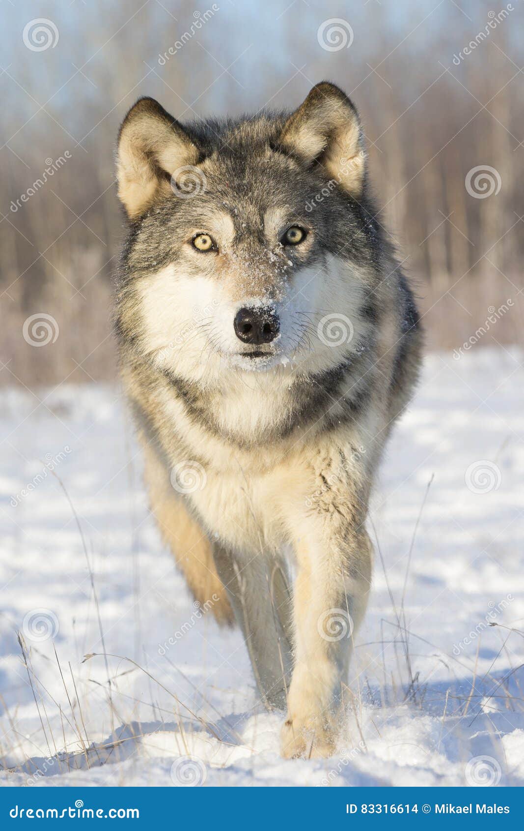 Super Close-up of Timber Wolf Stock Photo - Image of males, grey: 83316614