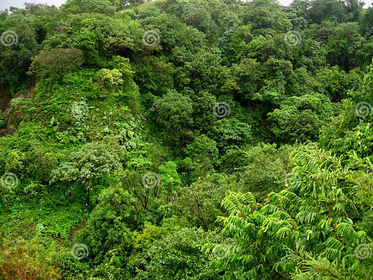 Super Cool Green stock image. Image of monsoon, fine, spot - 3025095