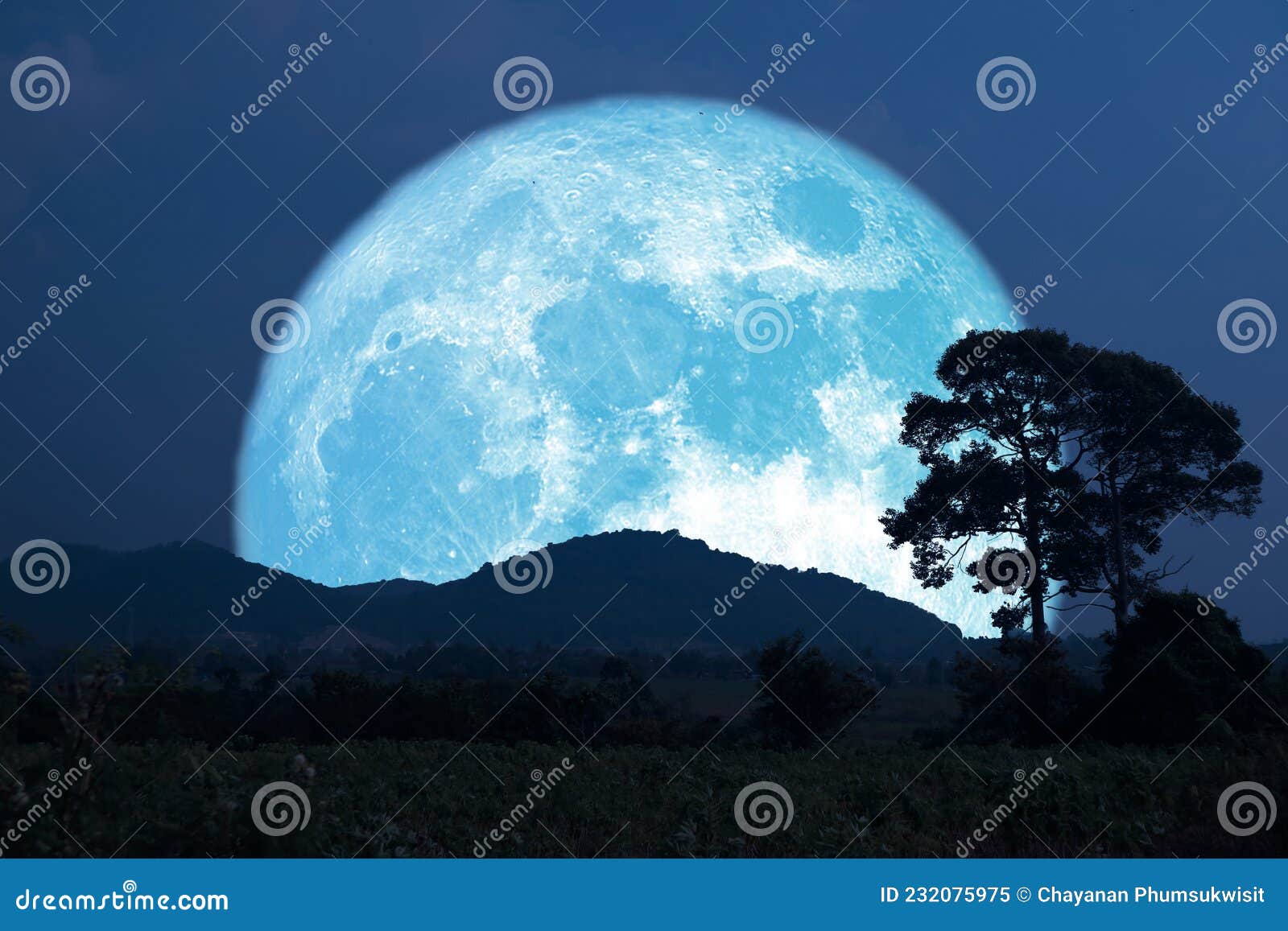Super Corn Planting Blue Moon Rise Back Silhouette Tree and Mountain on ...