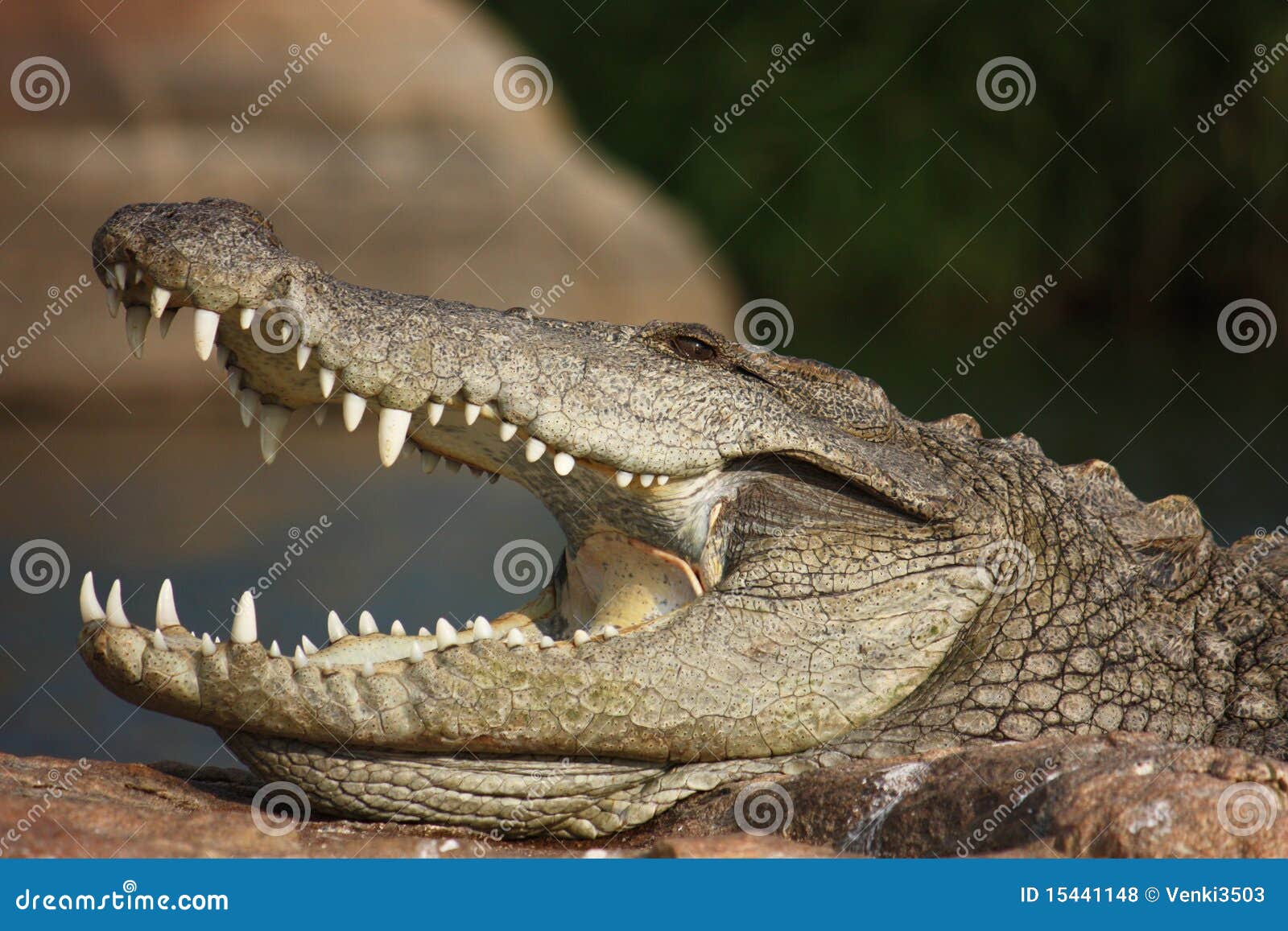 Super Croc! stock photo. Image of ranganathittu, huge - 15441148