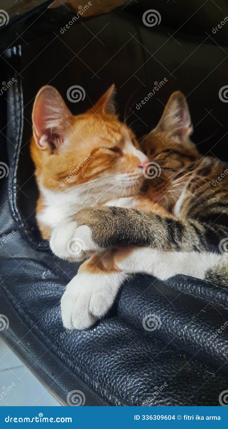 Super cute cats. Cuddling stock photo. Image of napping - 336309604