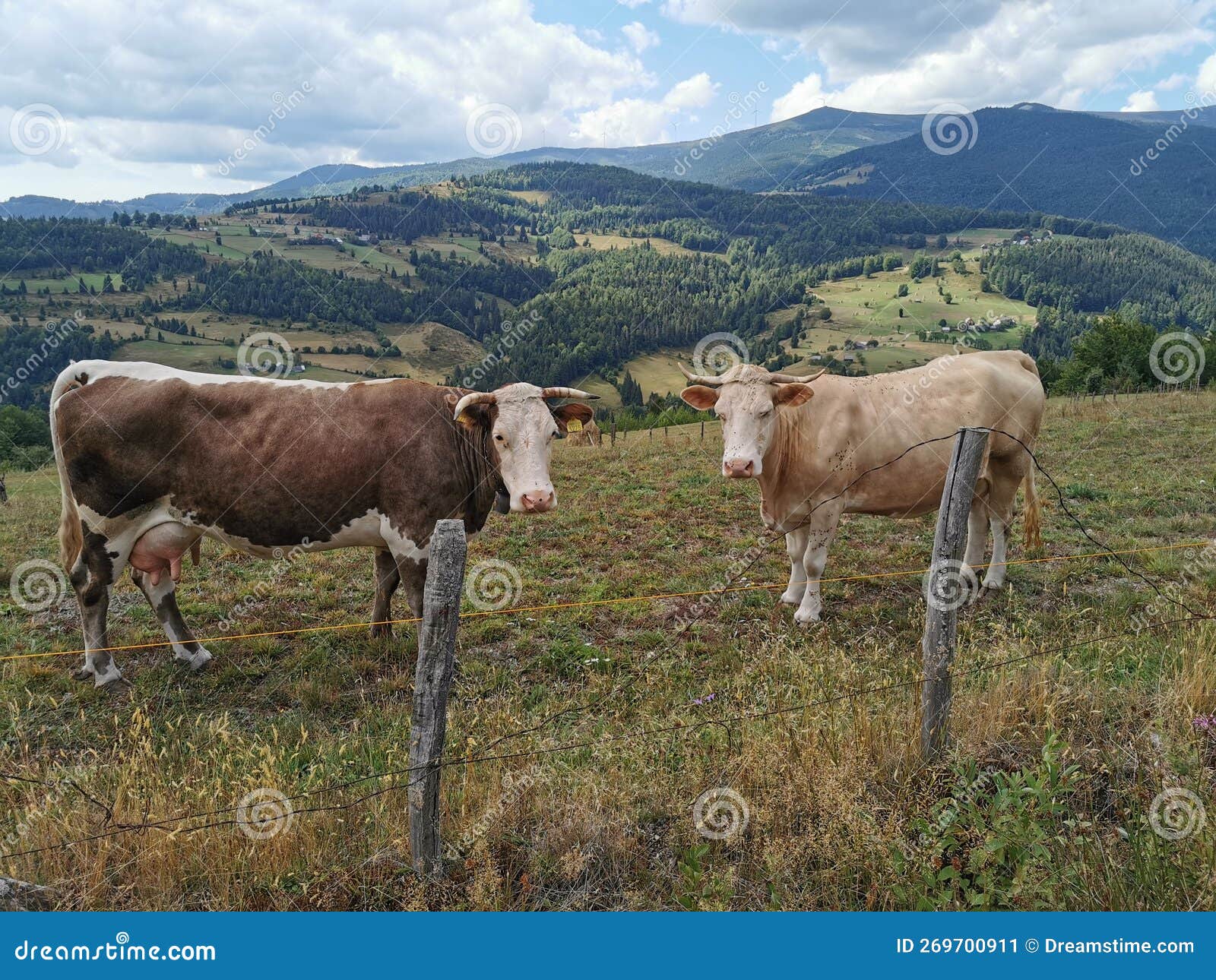 Super Cute Cow Friendship on a Mountain Stock Image - Image of herd ...