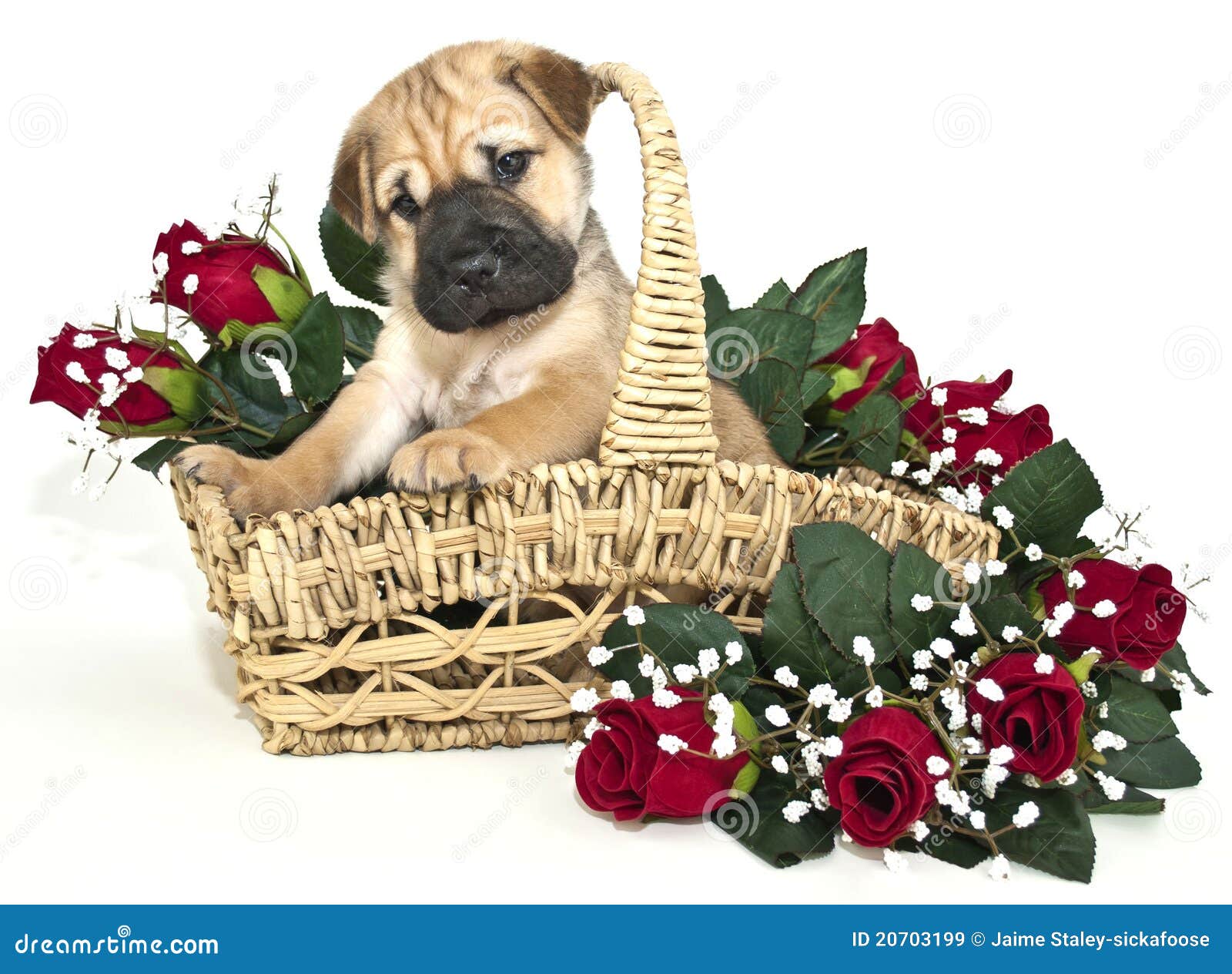 Super Cute Shar pei Puppy stock image. Image of animal - 20703199