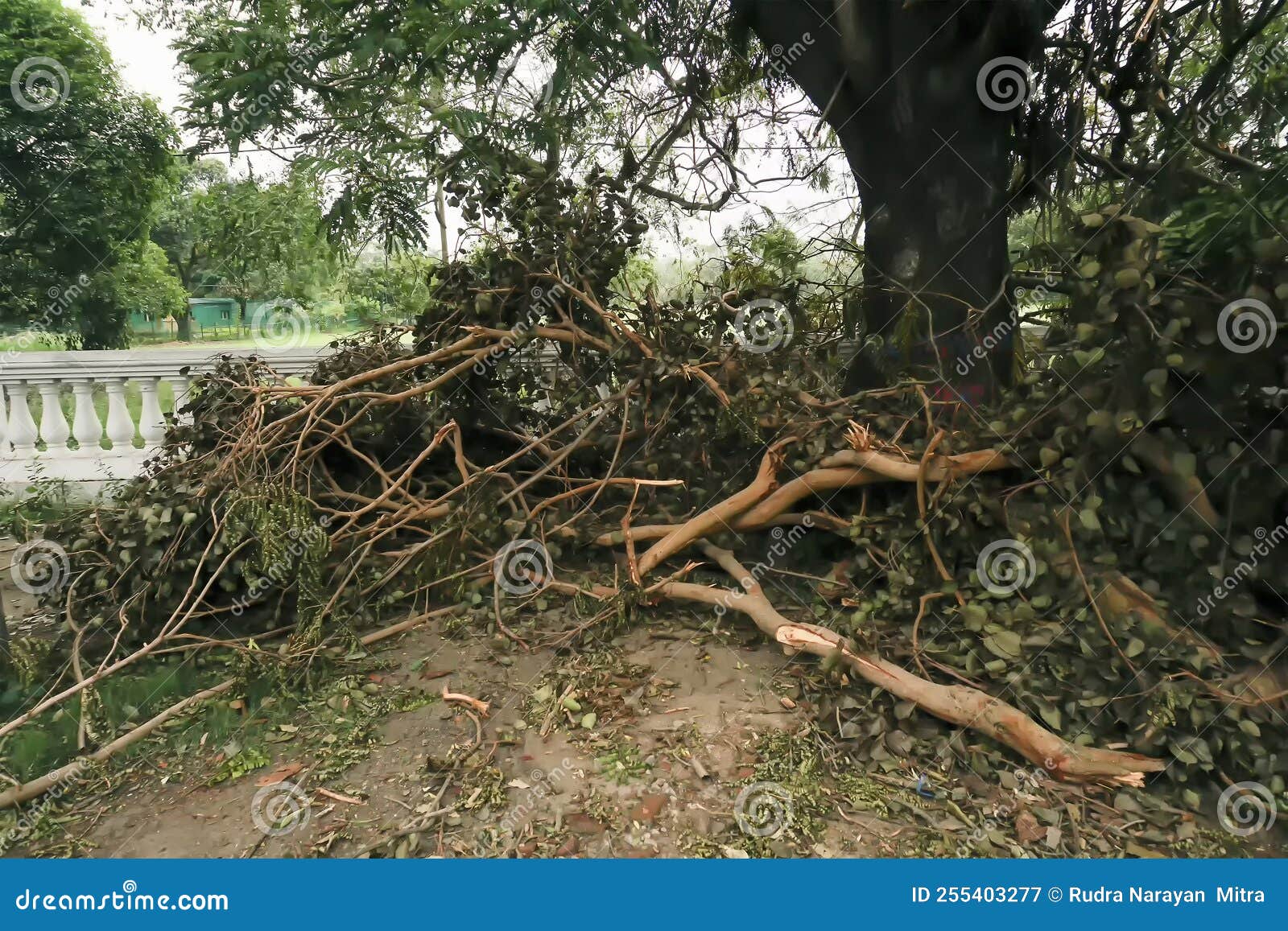 Super Cyclone Amphan Caused Devastation, West Bengal, India Stock Image ...