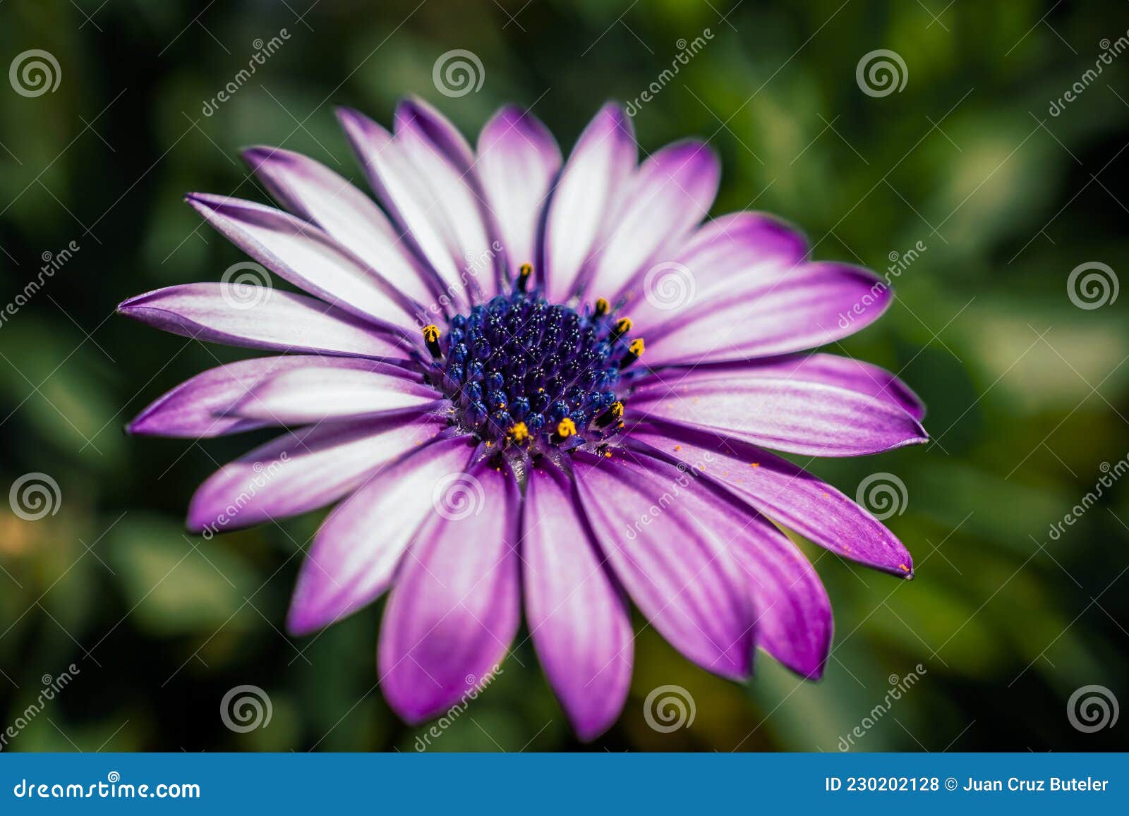 Super detailed flower stock photo. Image of blossom - 230202128