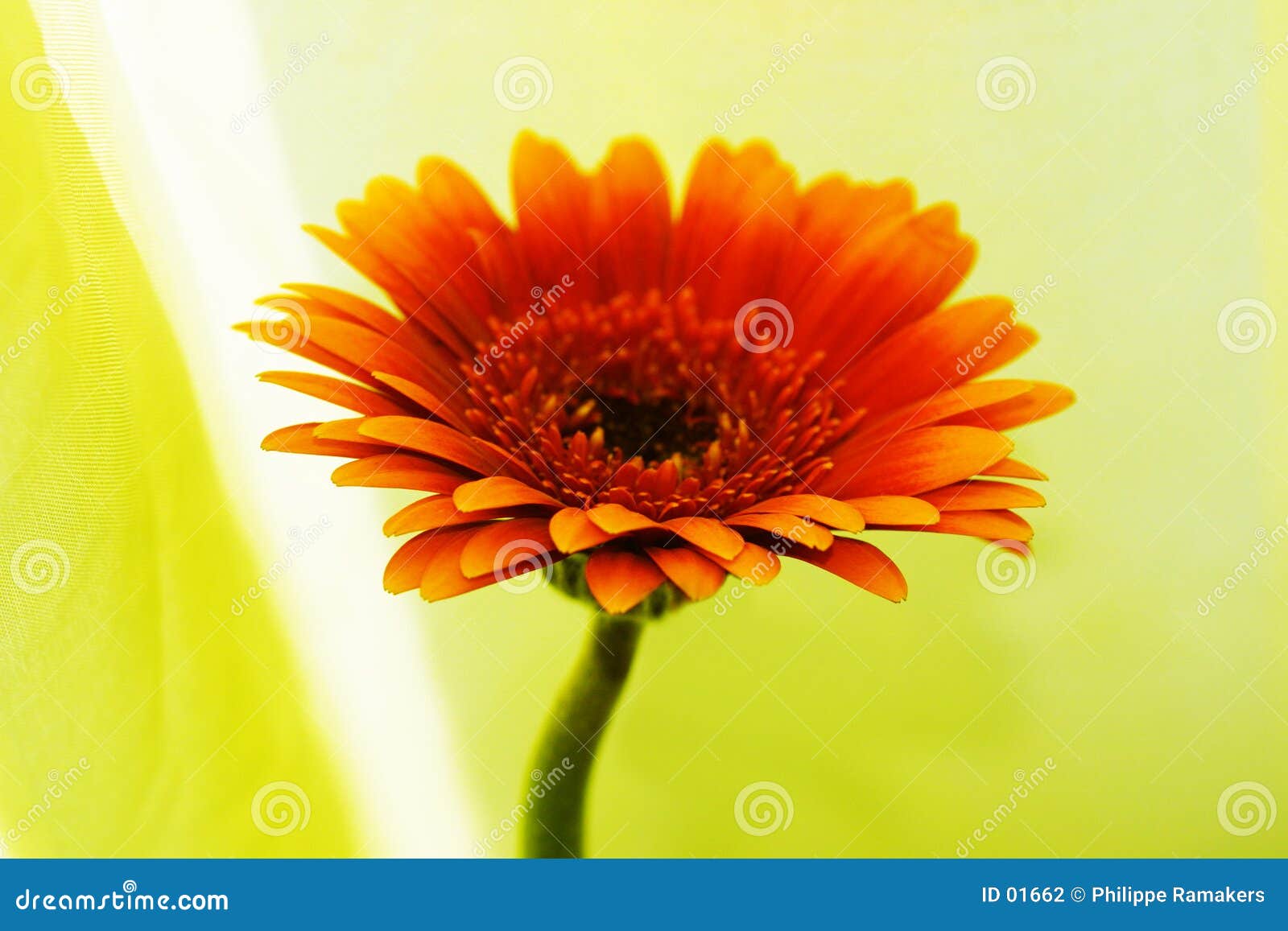 Super flower stock photo. Image of colorful, nature, yellow - 1662
