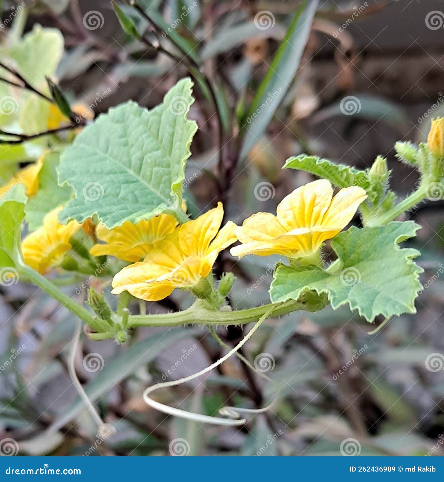 Super flower ful stock image. Image of produce, flower - 262436909