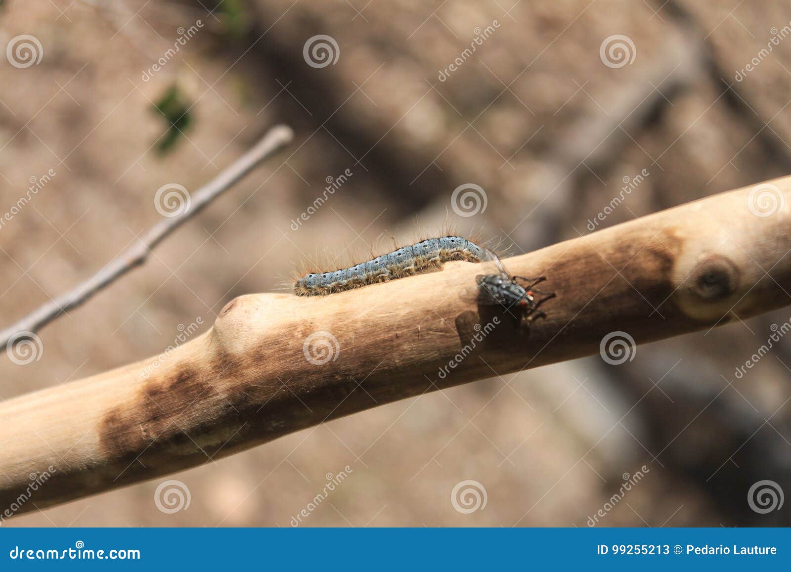 Caterpillar on Stick. stock image. Image of fuzzy, insect - 99255213