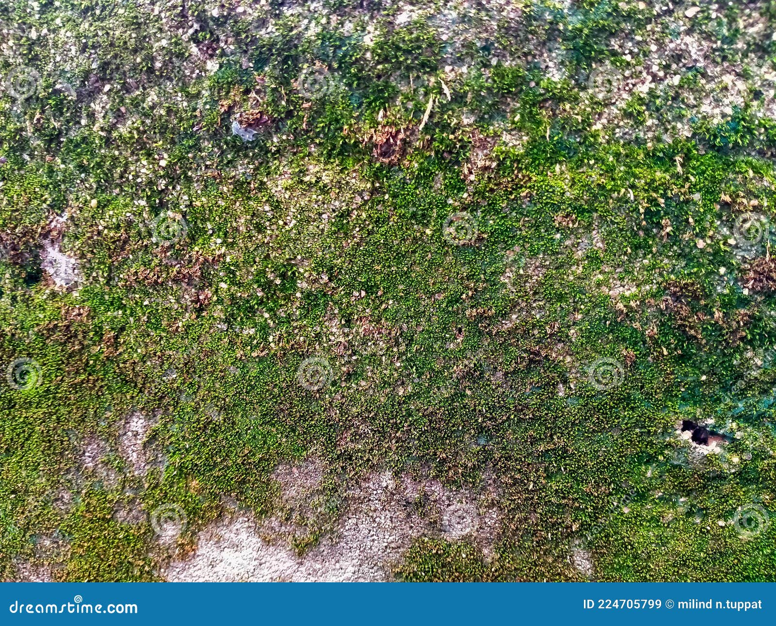Super Green Algae on Floor. Stock Image - Image of meadow, prairie ...