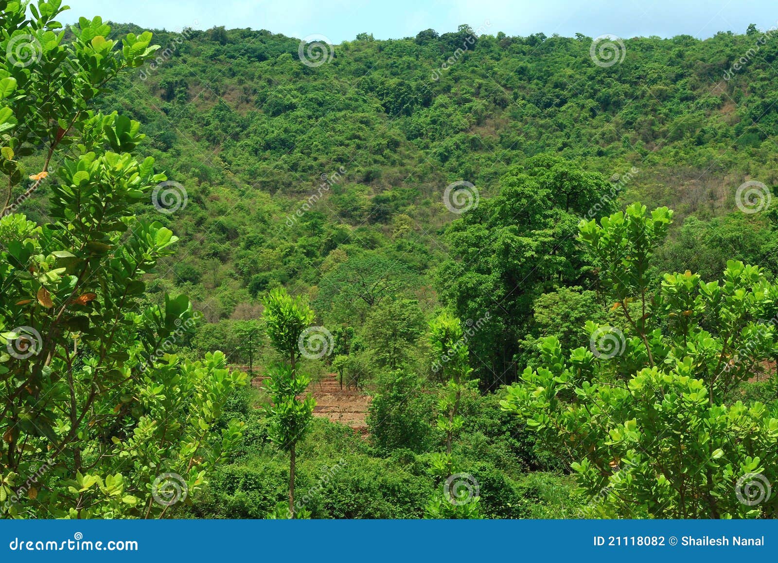 Super green magic stock photo. Image of classic, magic - 21118082