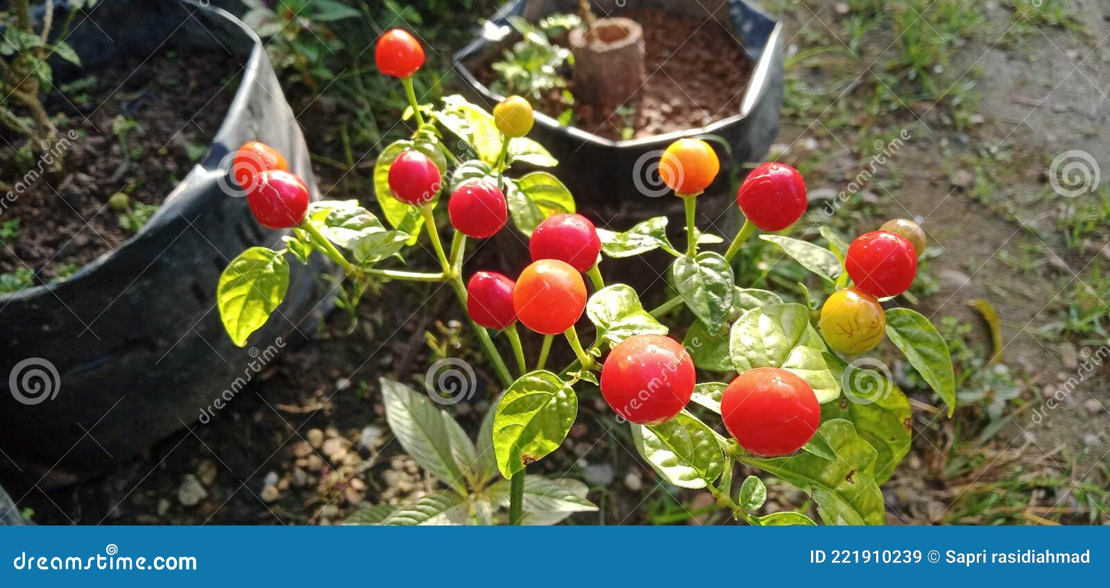 Super hot Chilli stock illustration. Illustration of cabe - 221910239