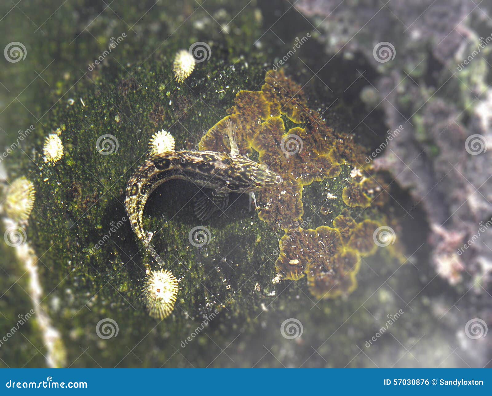 Super Klipfish stock photo. Image of superciliosus, south - 57030876