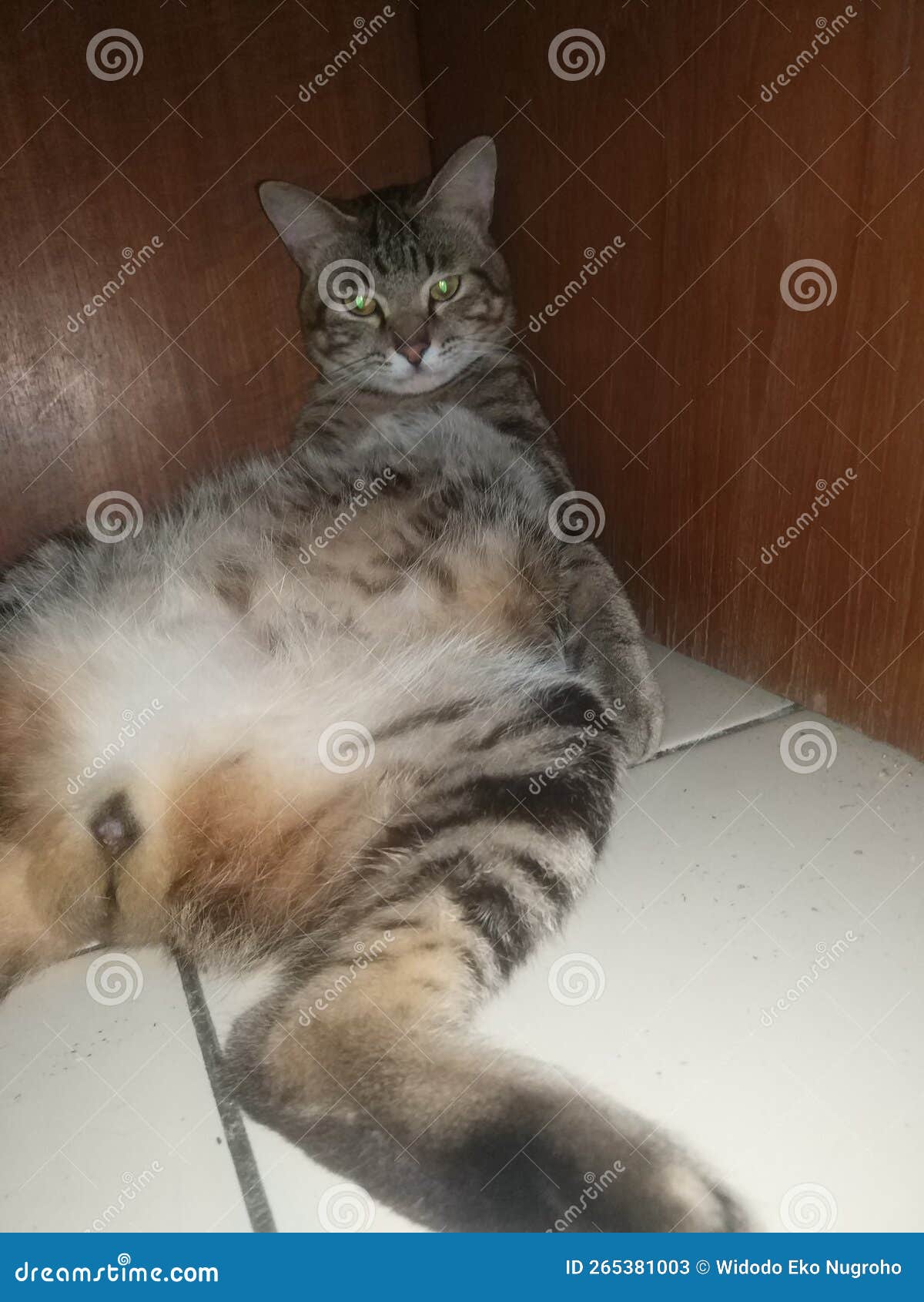 Super Lazy Cat Stock Photos - Free & Royalty-Free Stock Photos from ...