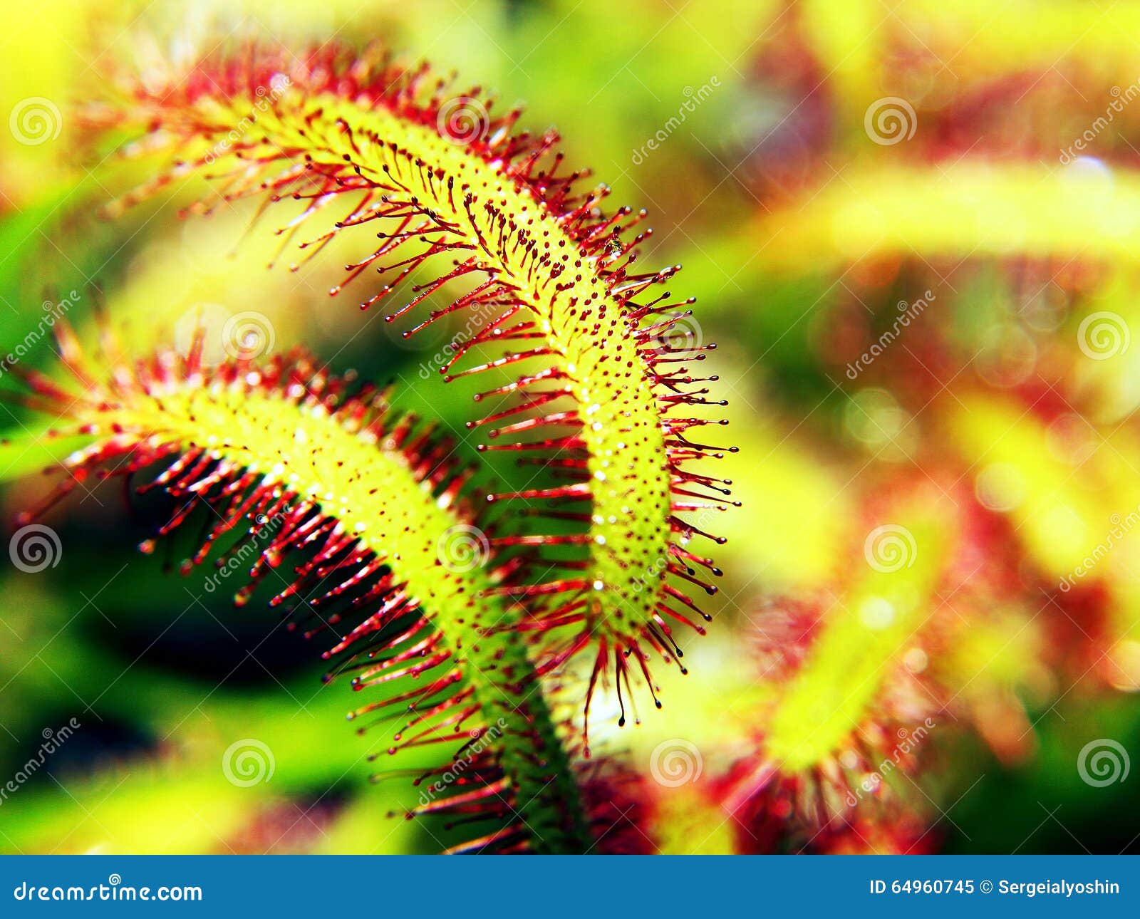 Super Macro of Beautiful Sundew ( Drosera ) Stock Image - Image of ...