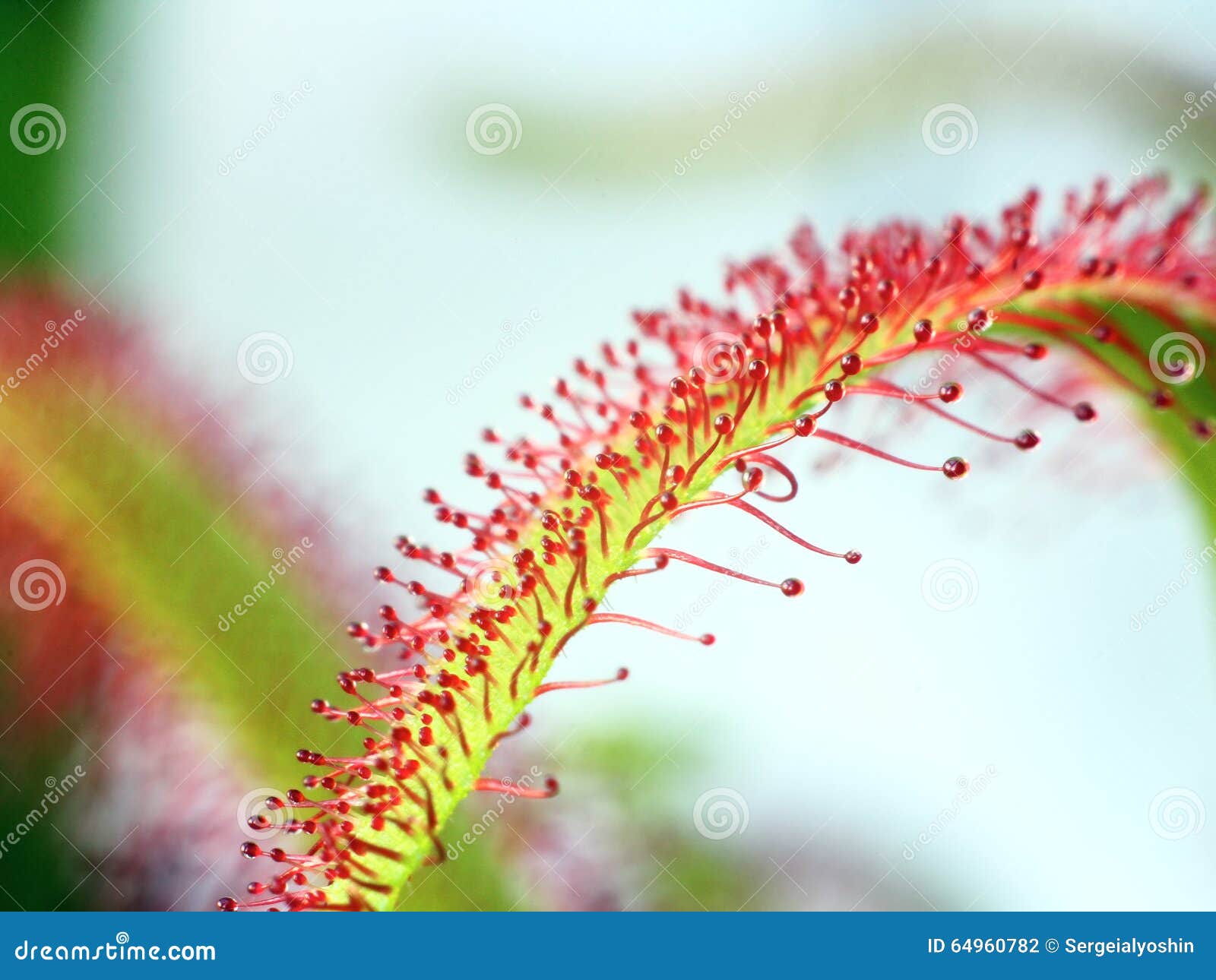 Super Macro of Beautiful Sundew ( Drosera ) Stock Photo - Image of ...