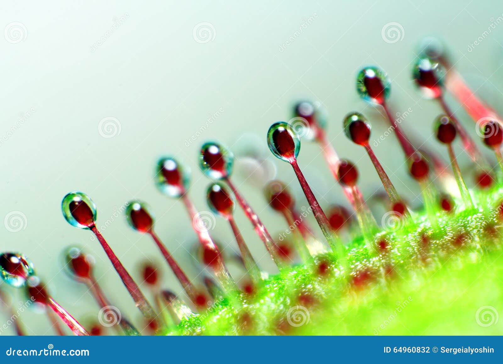 Red Color Sundew - Carnivorous Plants On White Sand Stock Photo ...