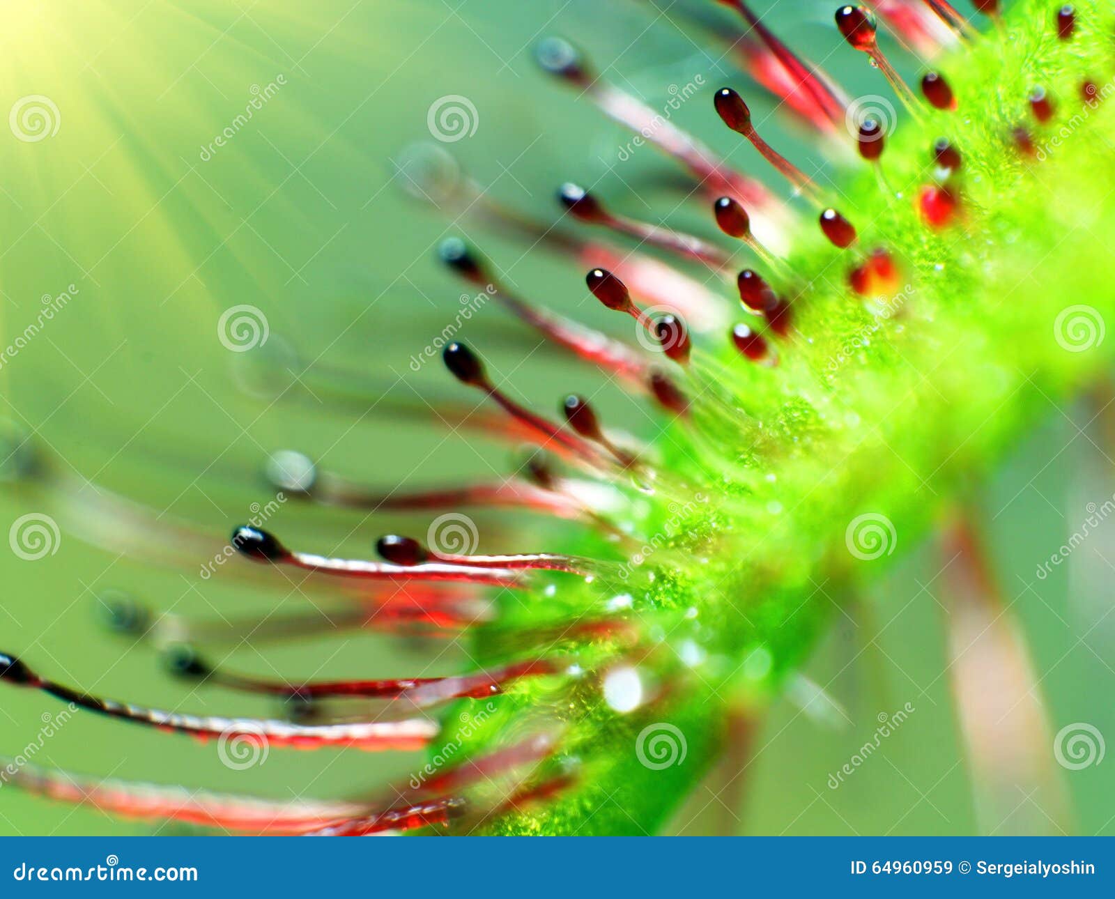 Super Macro of Beautiful Sundew ( Drosera ) Stock Image - Image of ...