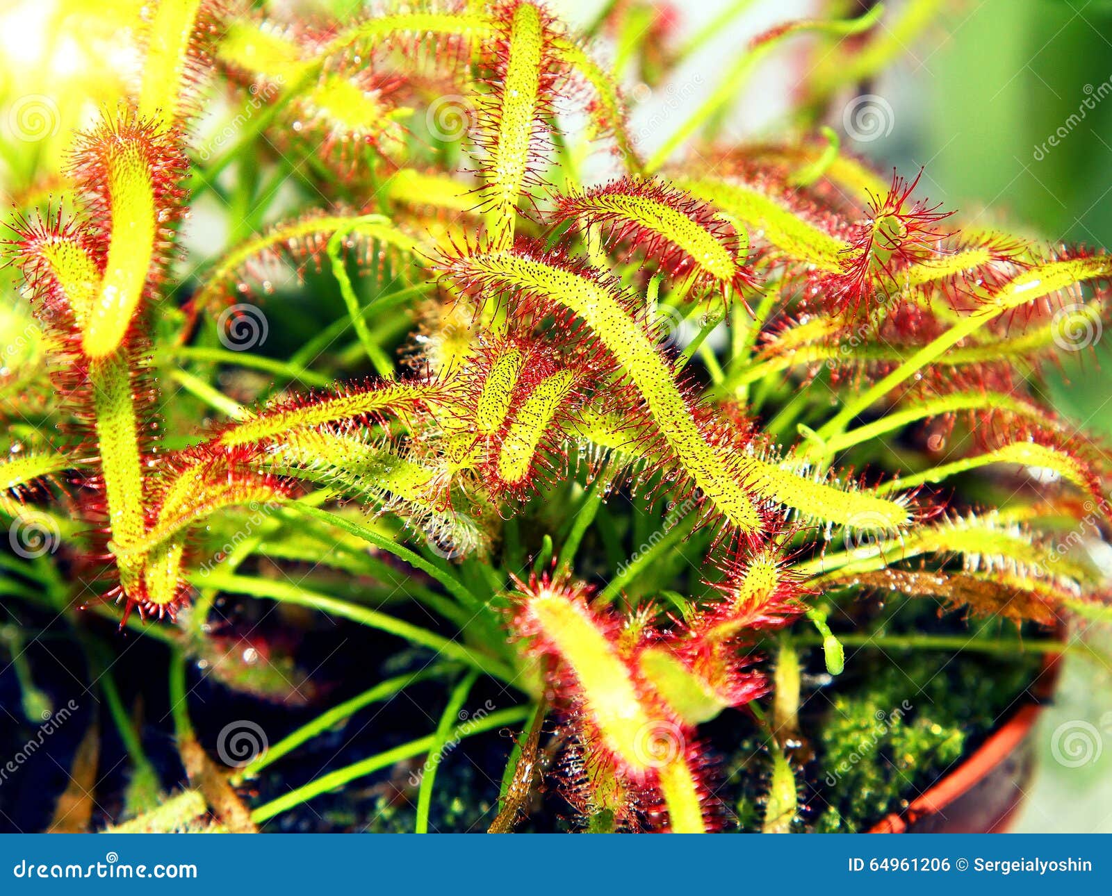 Red Color Sundew - Carnivorous Plants On White Sand Stock Photo ...