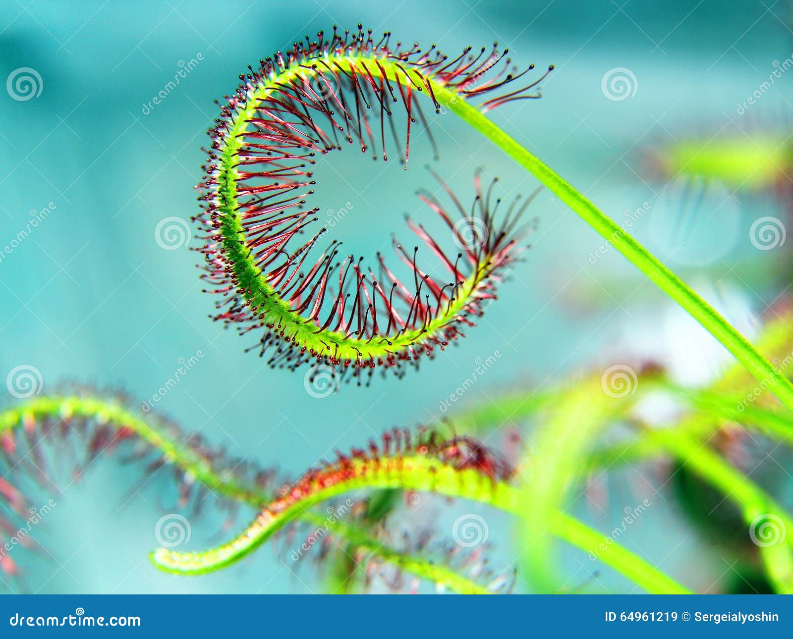 Super Macro of Beautiful Sundew ( Drosera ) Stock Image - Image of leaf ...