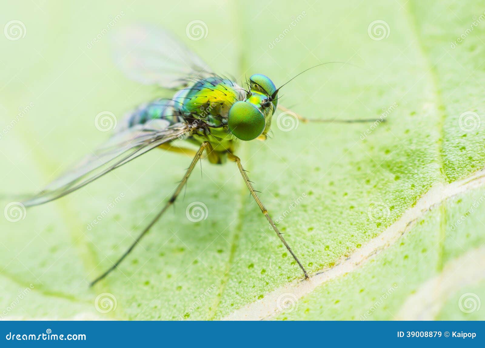 Super Macro Fly Close Close-up Stock Image - Image of detail, flowers ...