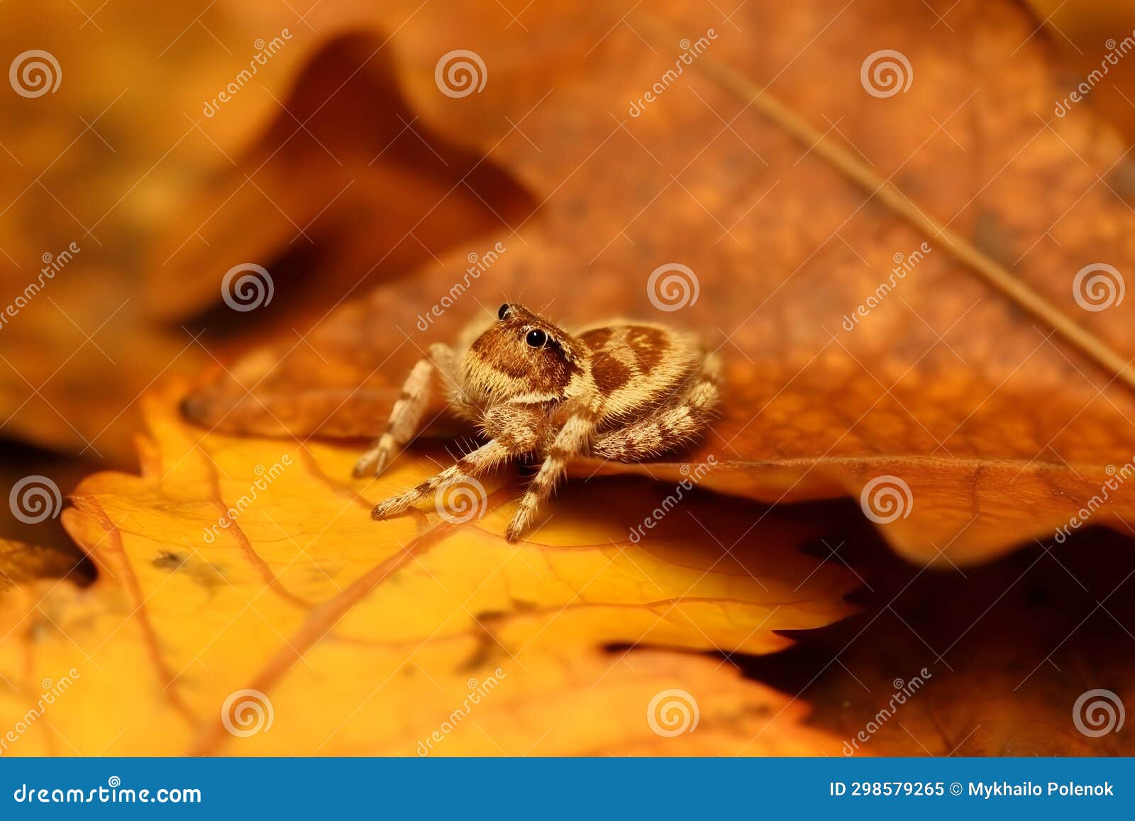 Super Macro Image of Jumping Spider. Neural Network AI Generated Stock ...