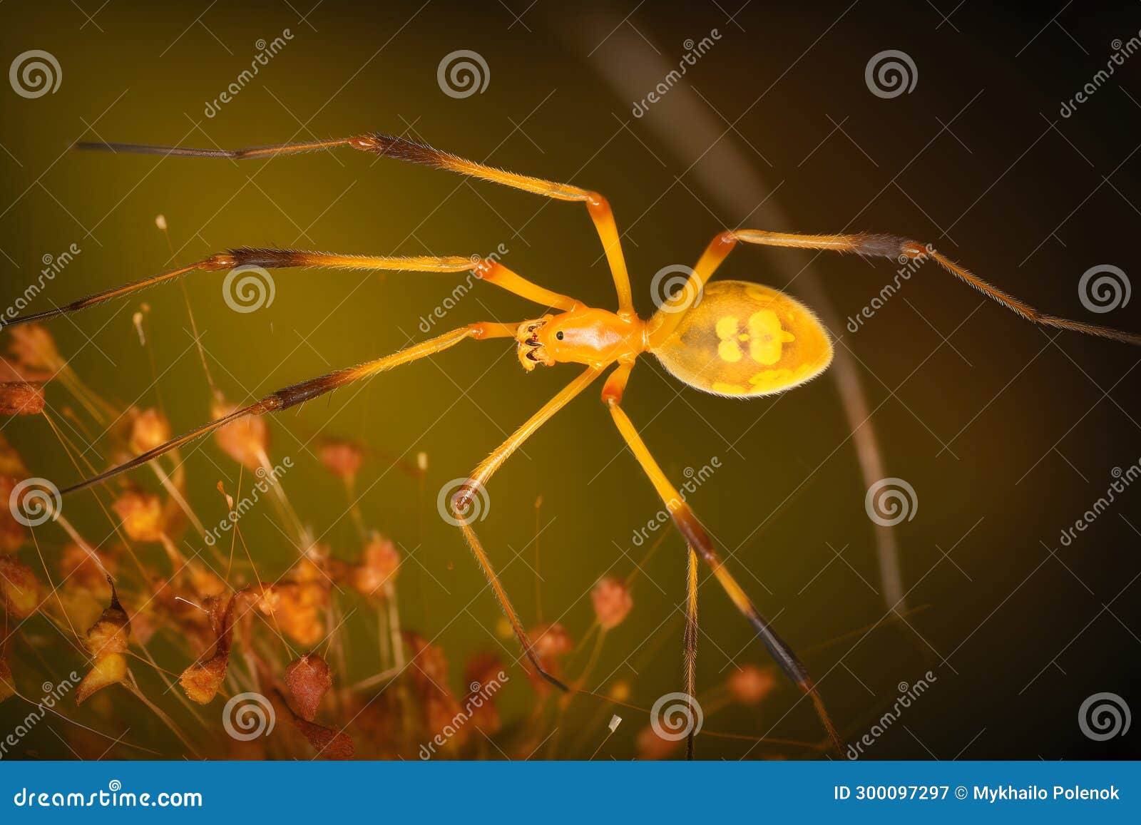 Super Macro Image of Jumping Spider. Neural Network AI Generated Stock ...