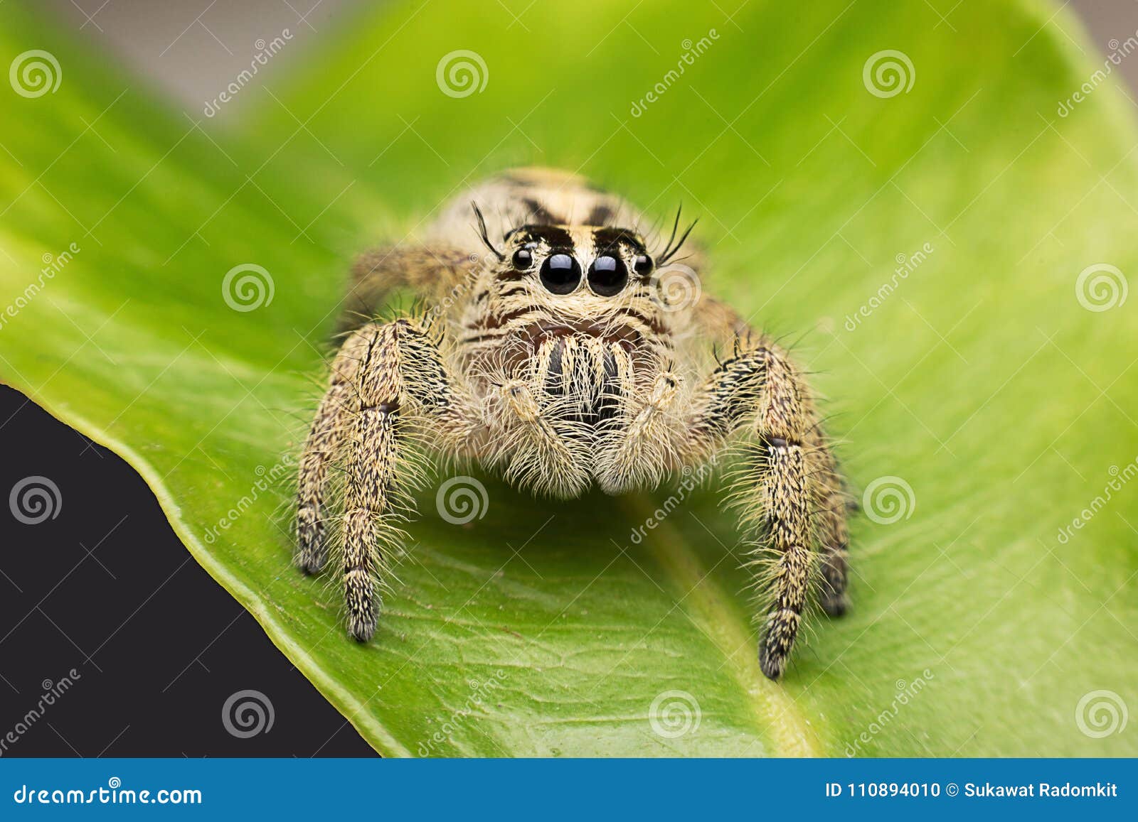 Super Macro Jumping Spider in Tropical Park Stock Photo - Image of ...