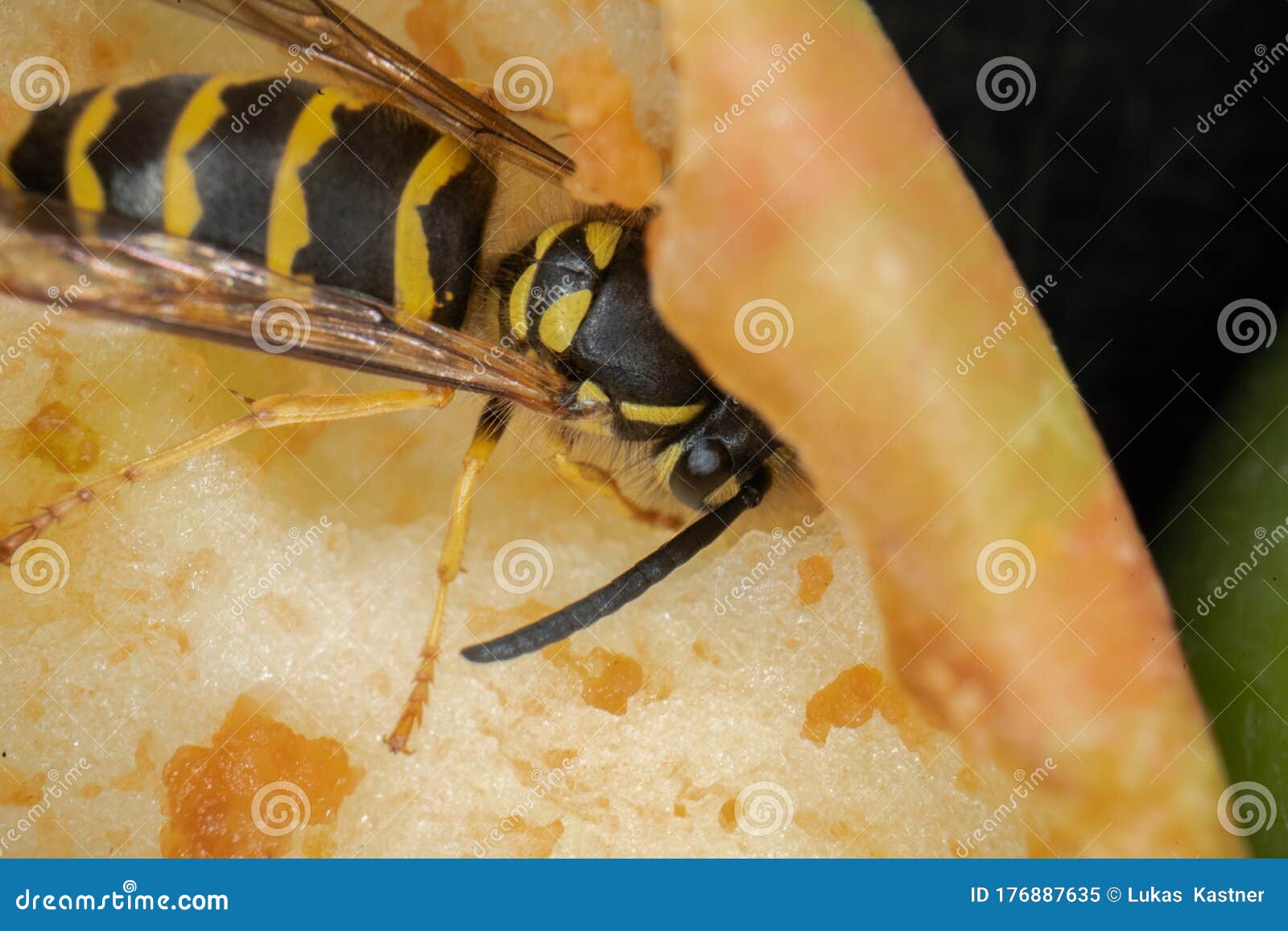 Super Macro Photography of Wasps on Apples, Wesp Eats Some Apple Macro ...