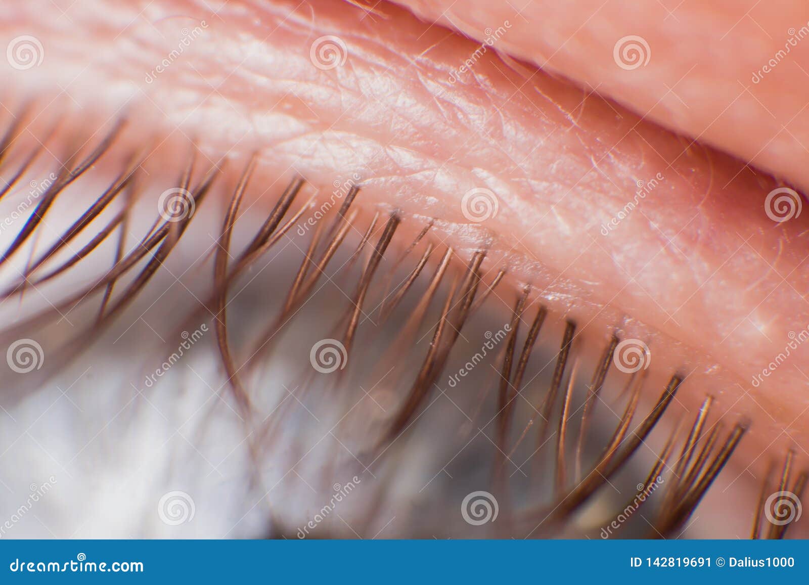 Super Macro Picture of Eyelash Line, Eyelashes Stock Image - Image of ...