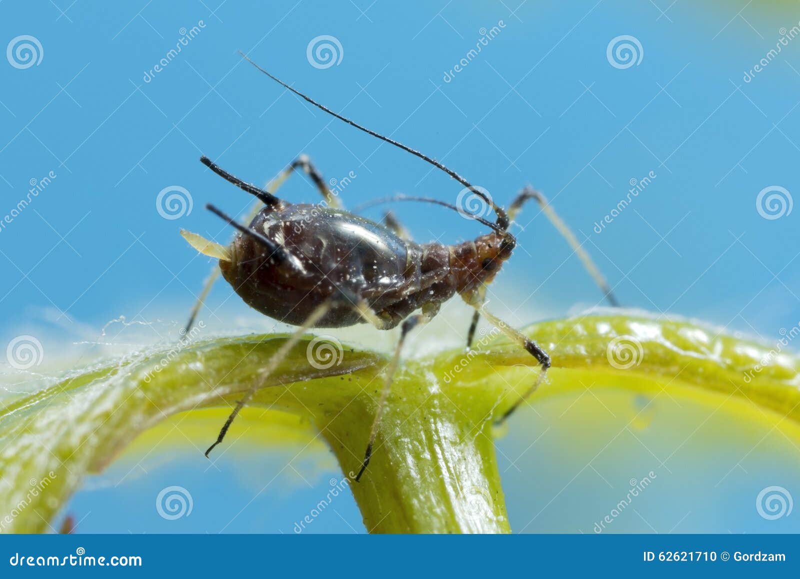 Super-macro shot of aphid stock photo. Image of feeds - 62621710