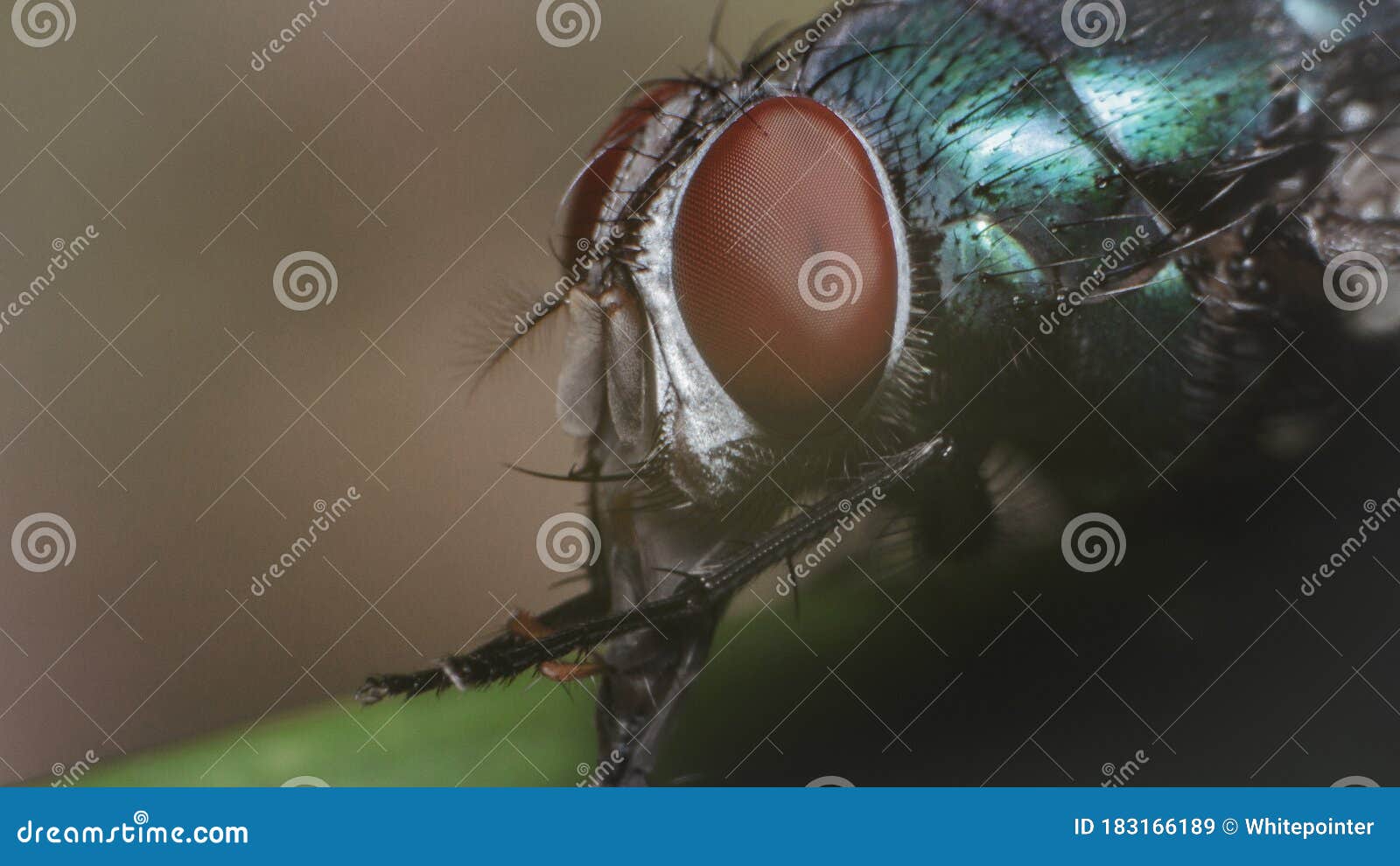 Super Macro Shot Detail of a Fly Face Stock Image - Image of hairy ...