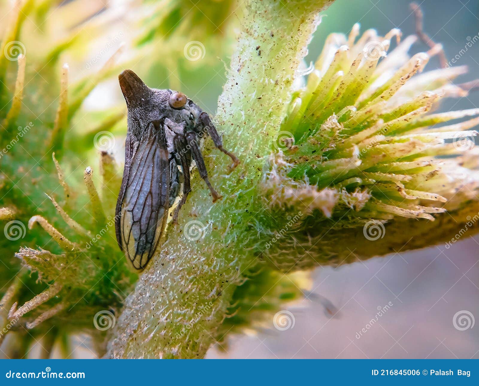 Super Macro of Treehopper or Leafhoppers Membracidae are Taking Rest on ...