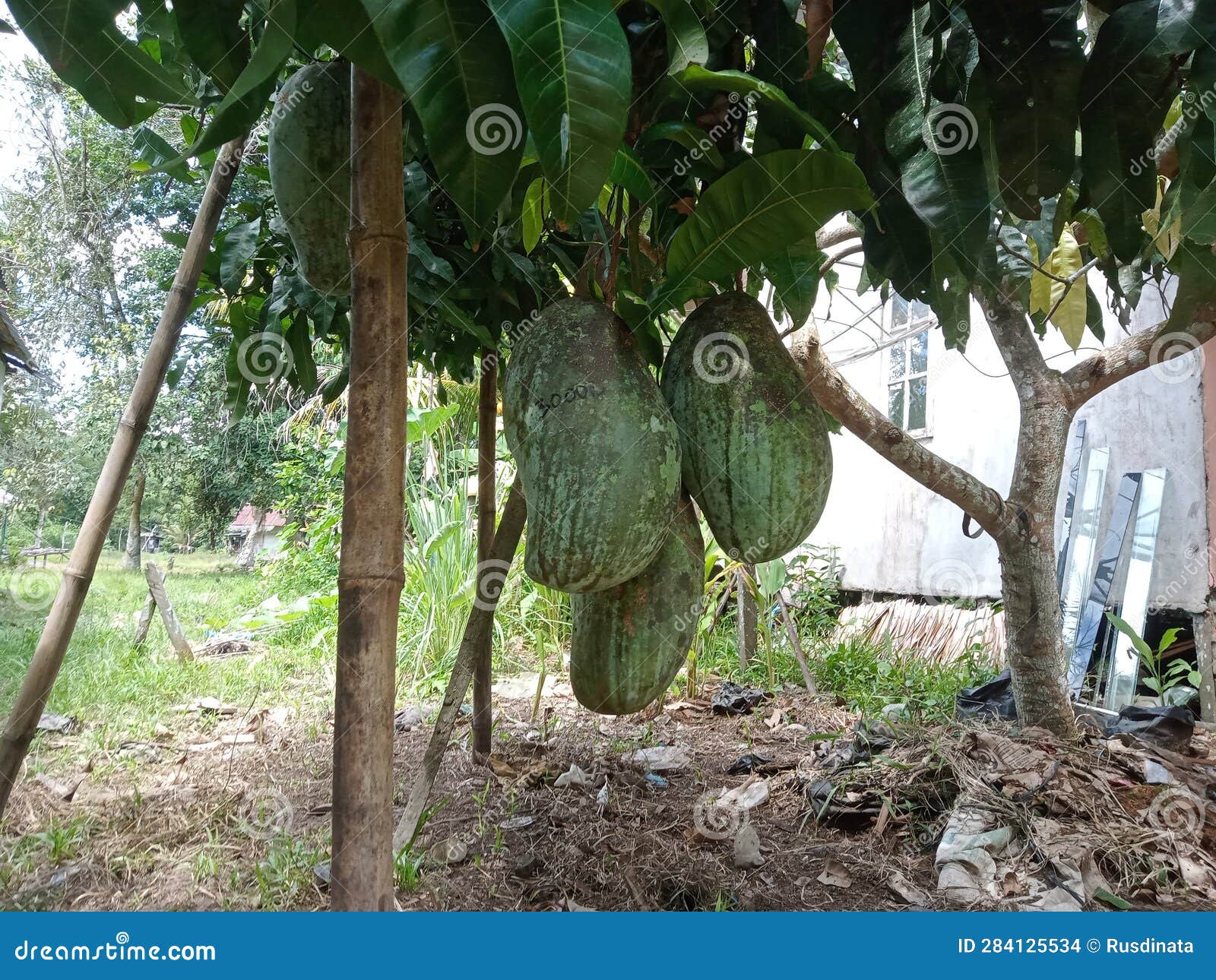 Super Mangoes stock photo. Image of mango, fruit, super - 284125534