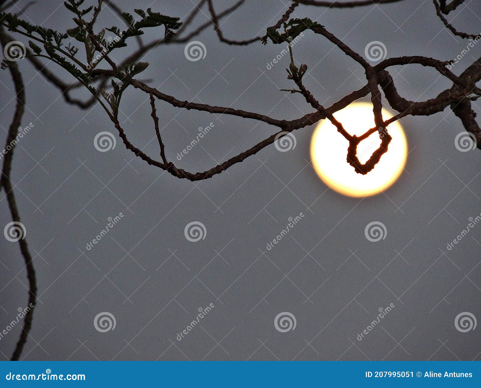 Super Moon between Branches of a Tree Stock Image - Image of foreground ...