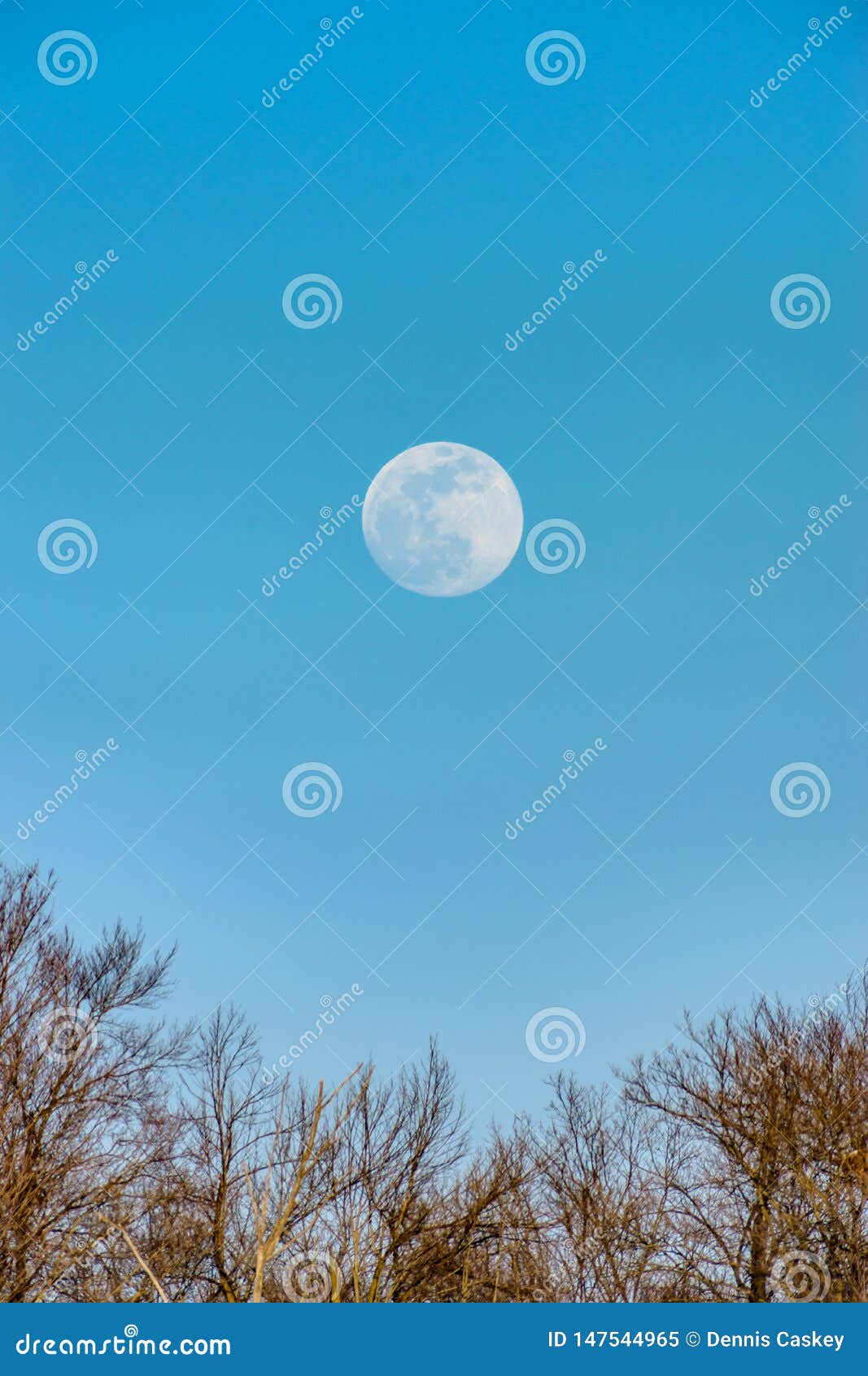 Super Moon Rising Up Above the Trees in the Winter. Stock Image - Image ...