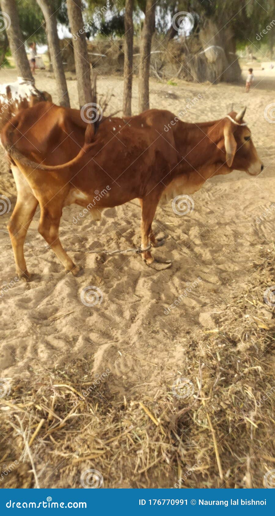 Super Rajasthan Cow Best Picture Stock Image - Image of super ...