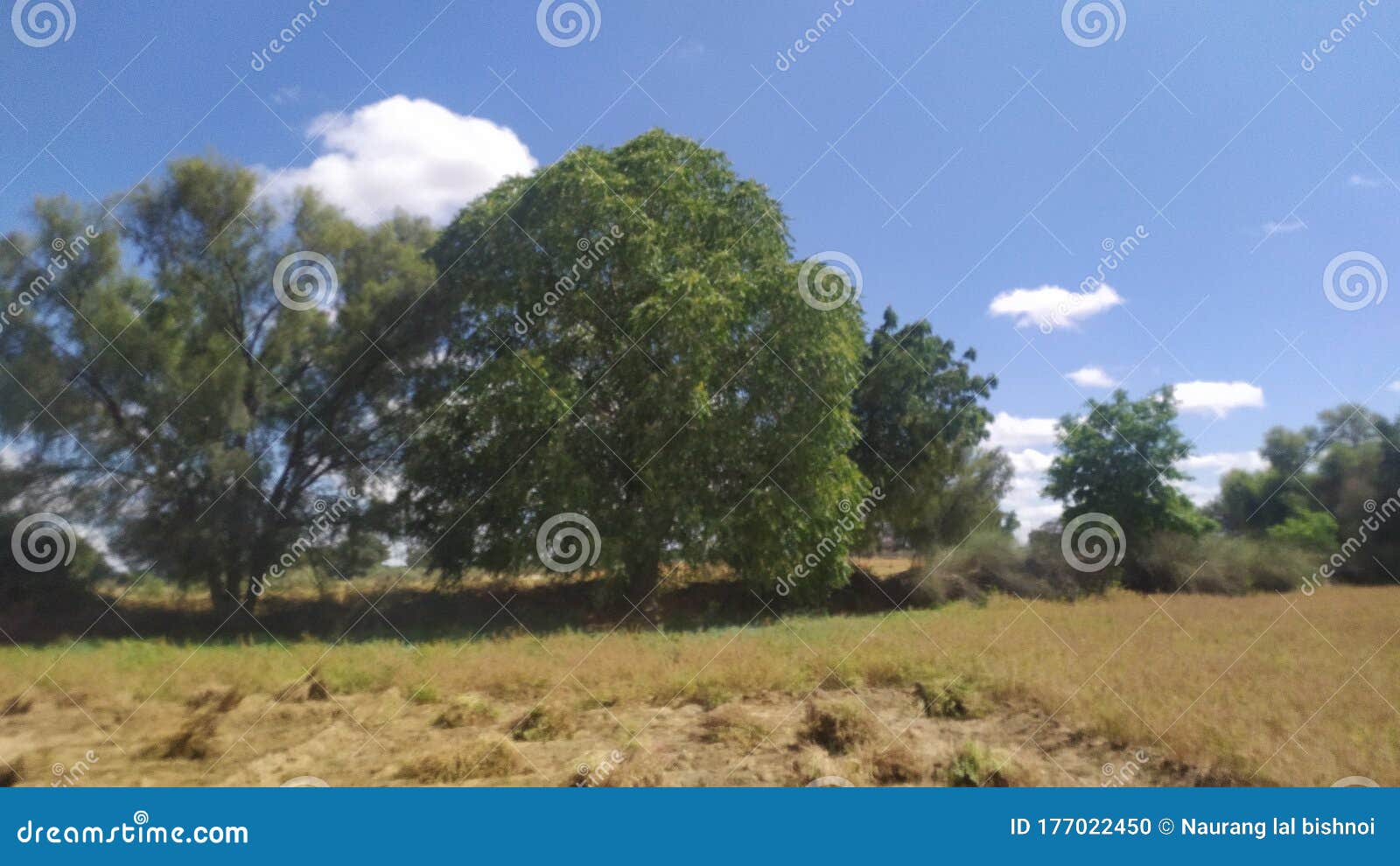 Super Rajasthan Tree and Rural Areas Picture Stock Photo - Image of ...