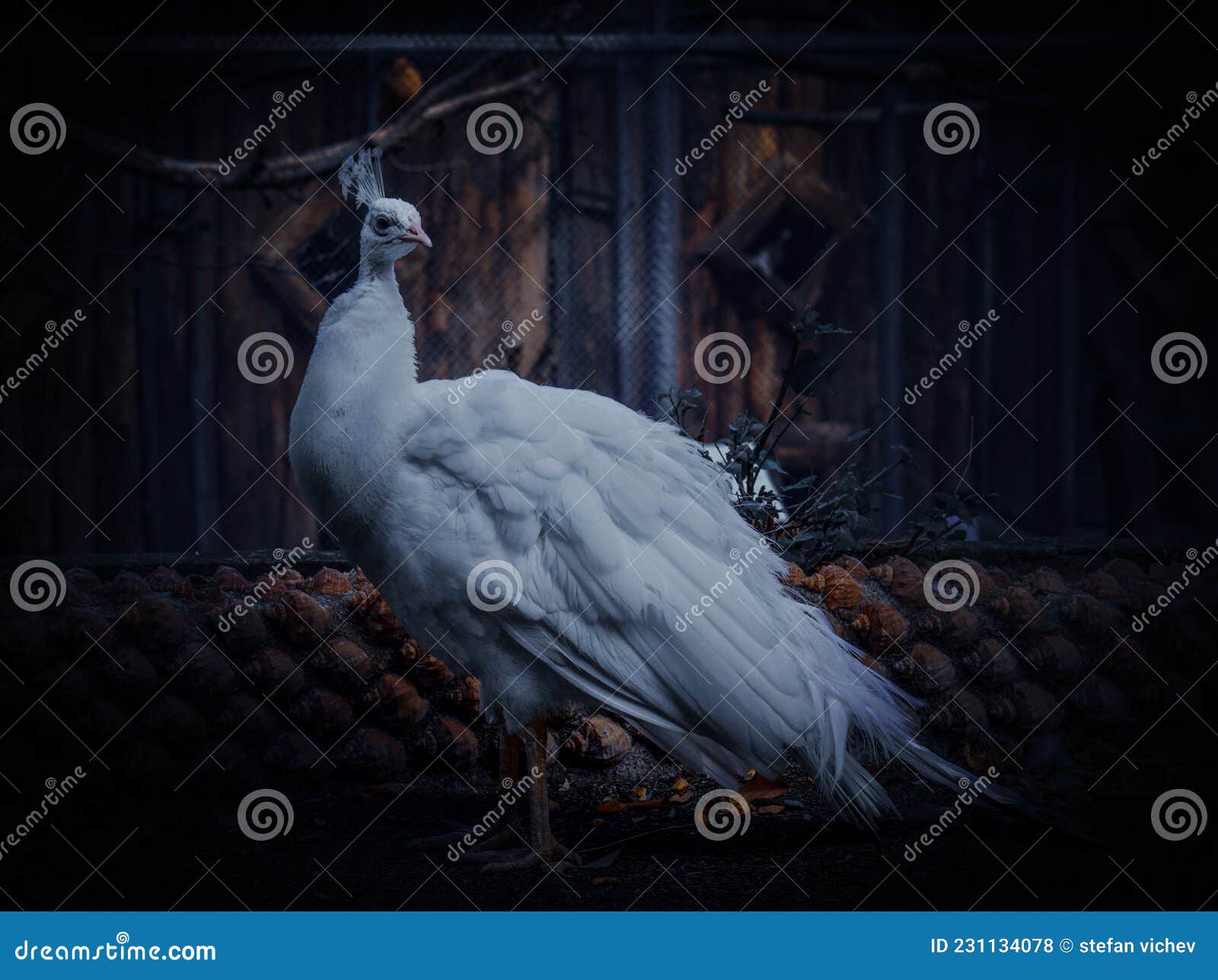 Super rare white peacock stock photo. Image of gold - 231134078
