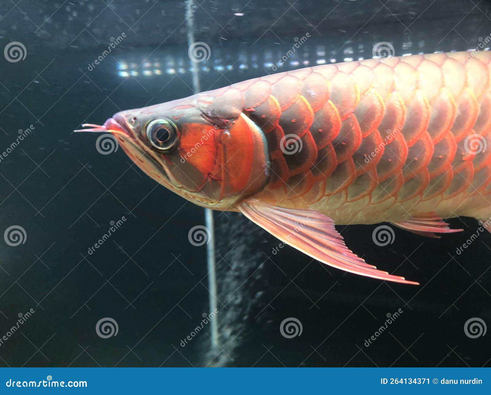 Super Red Arowana stock image. Image of arowana, type - 264134371