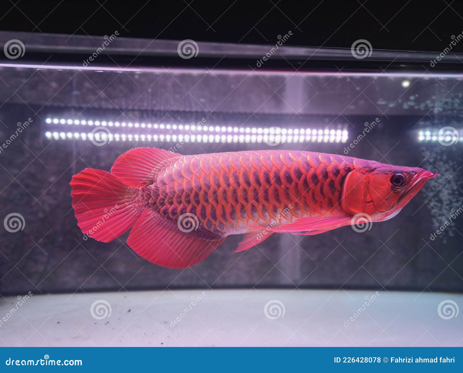 Super Red Arowana Fish Swimming in the Aquarium Stock Photo - Image of ...