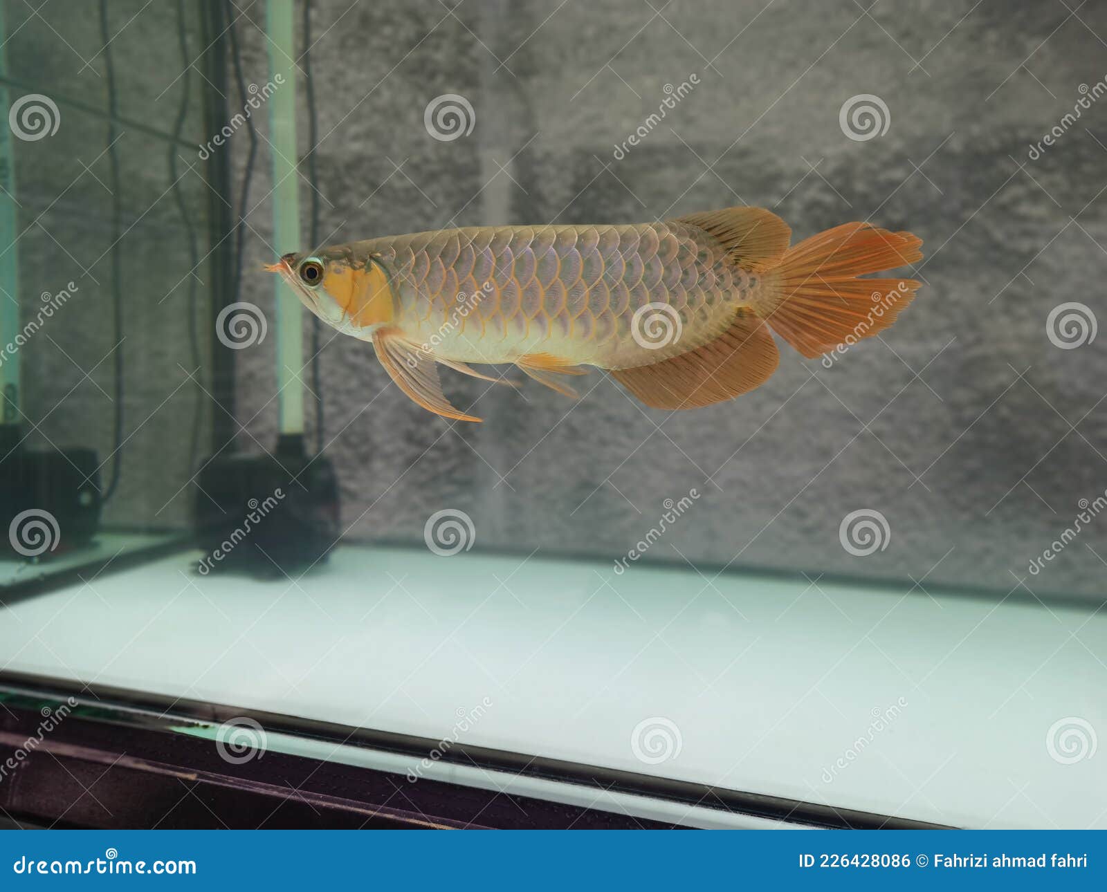 Super Red Arowana Fish Swimming in the Aquarium Stock Photo - Image of ...